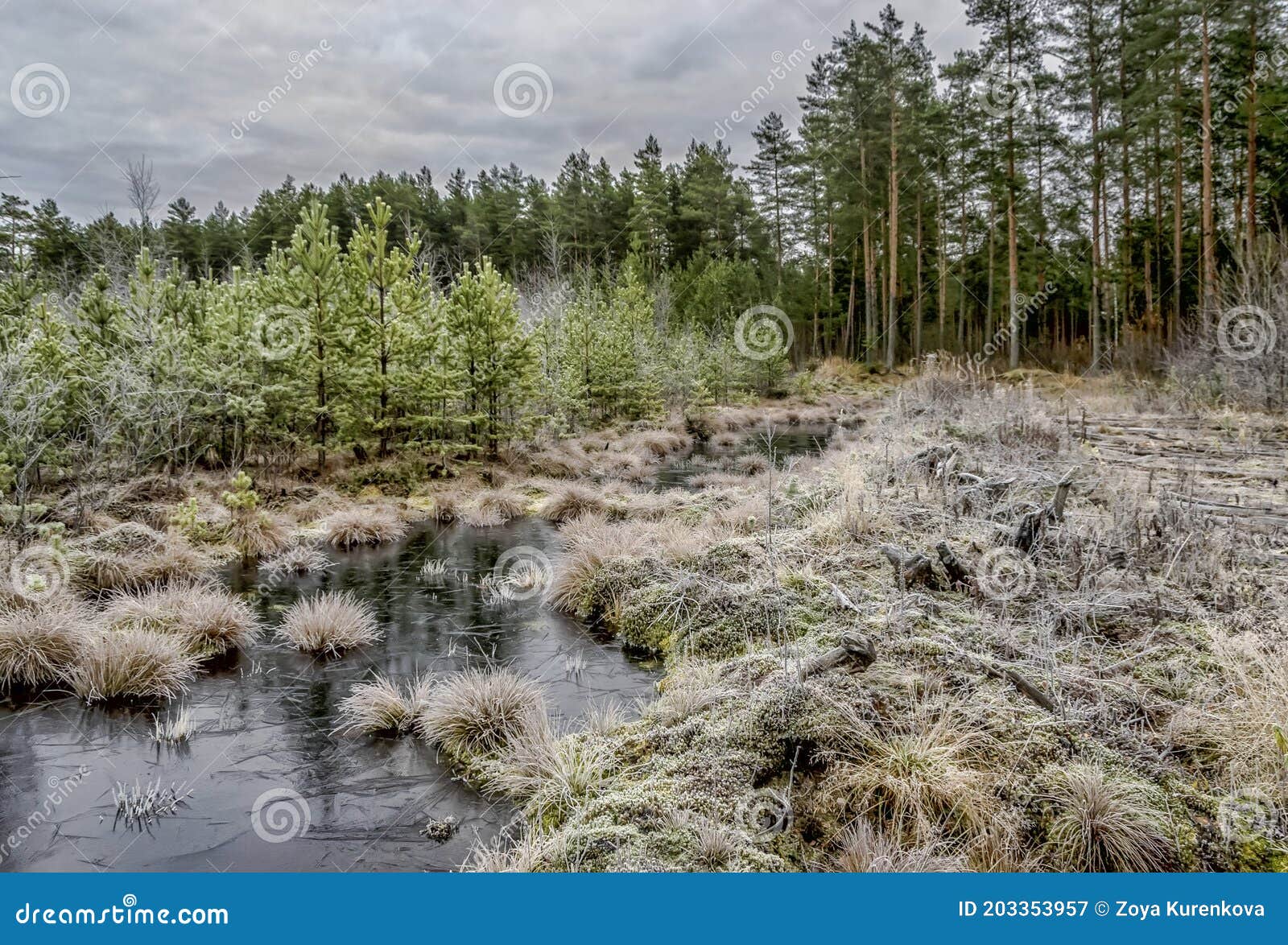 A Cold November Day in a Swamp Stock Image - Image of cold, nature ...
