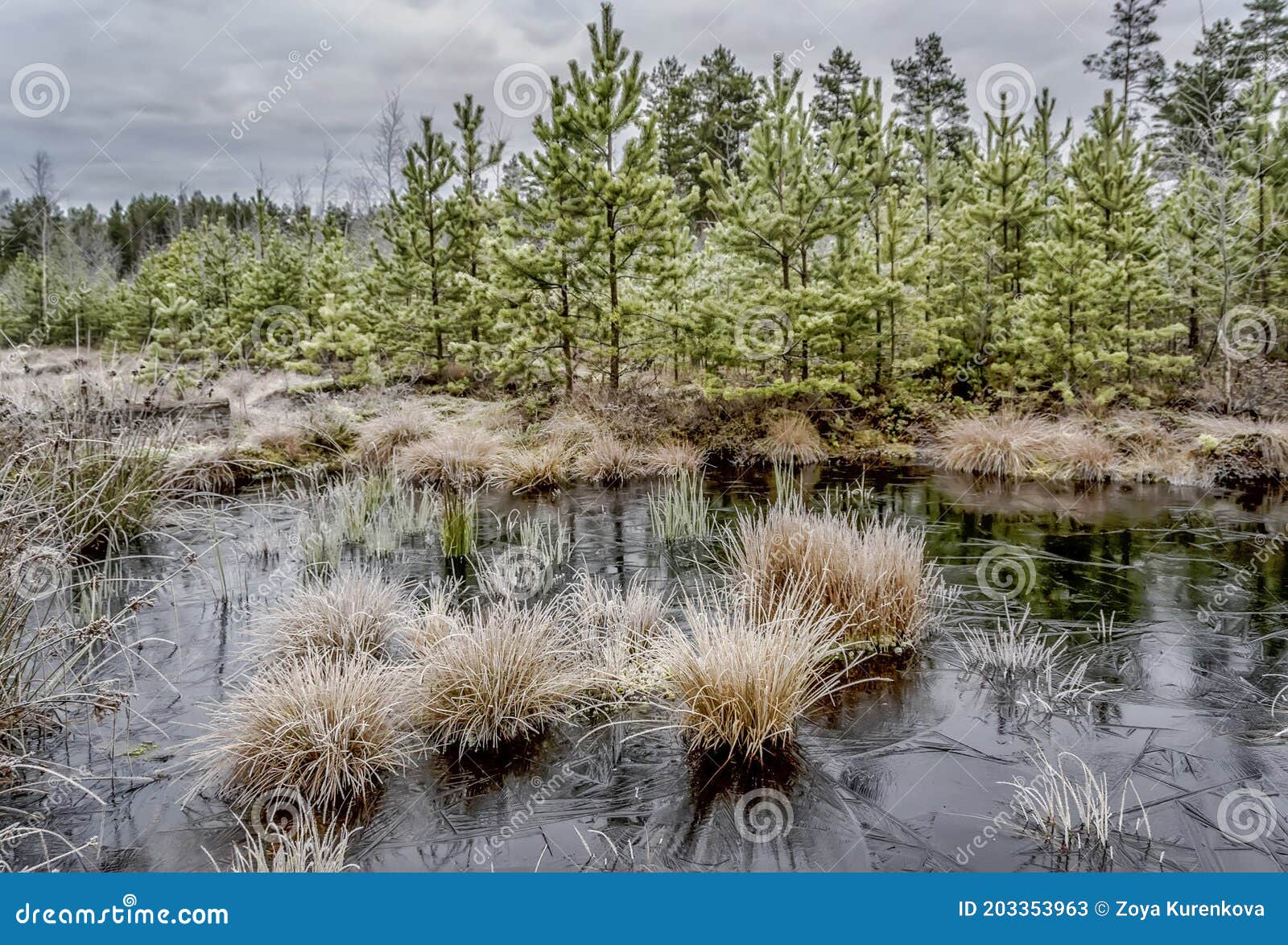 A Cold November Day in a Swamp Stock Image - Image of branch, season ...