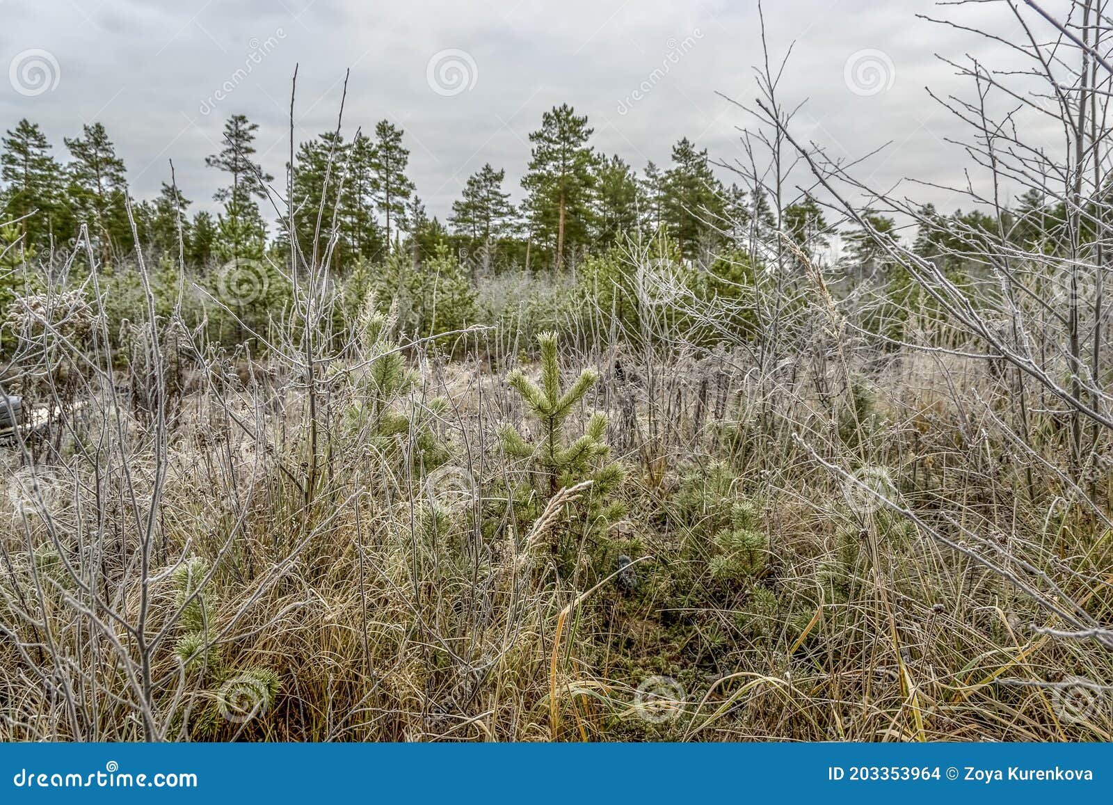 A Cold November Day in a Swamp Stock Photo - Image of pond, background ...