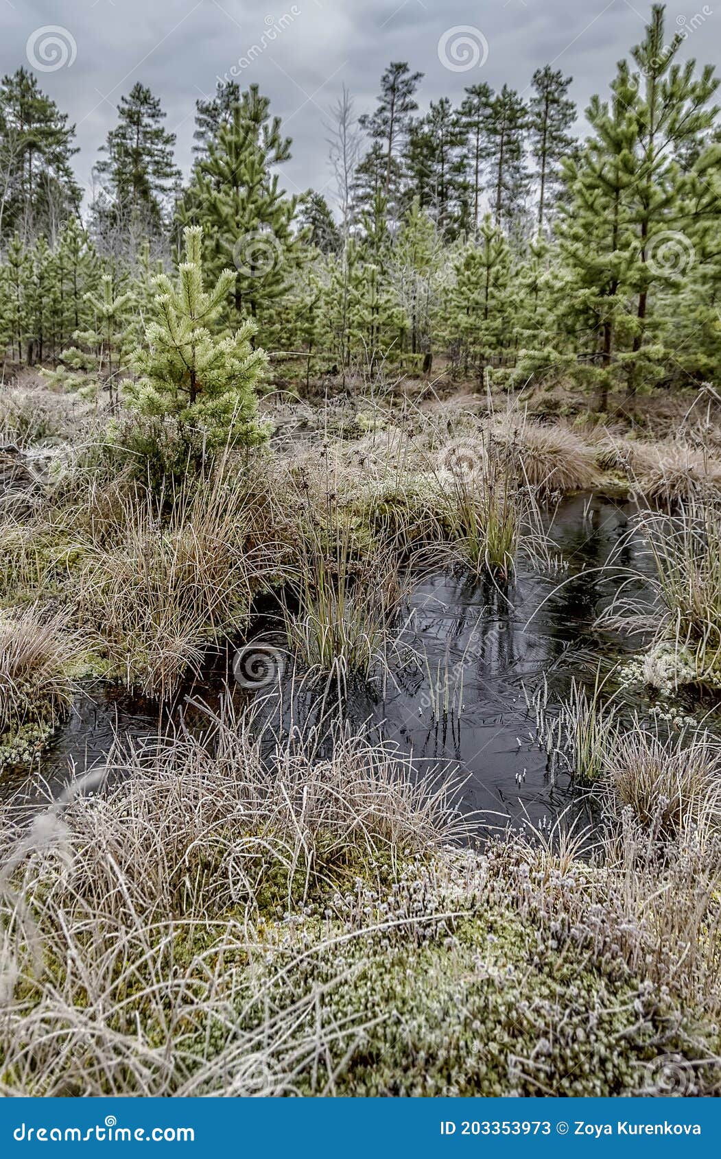 A Cold November Day in a Swamp Stock Image - Image of branch, silence ...