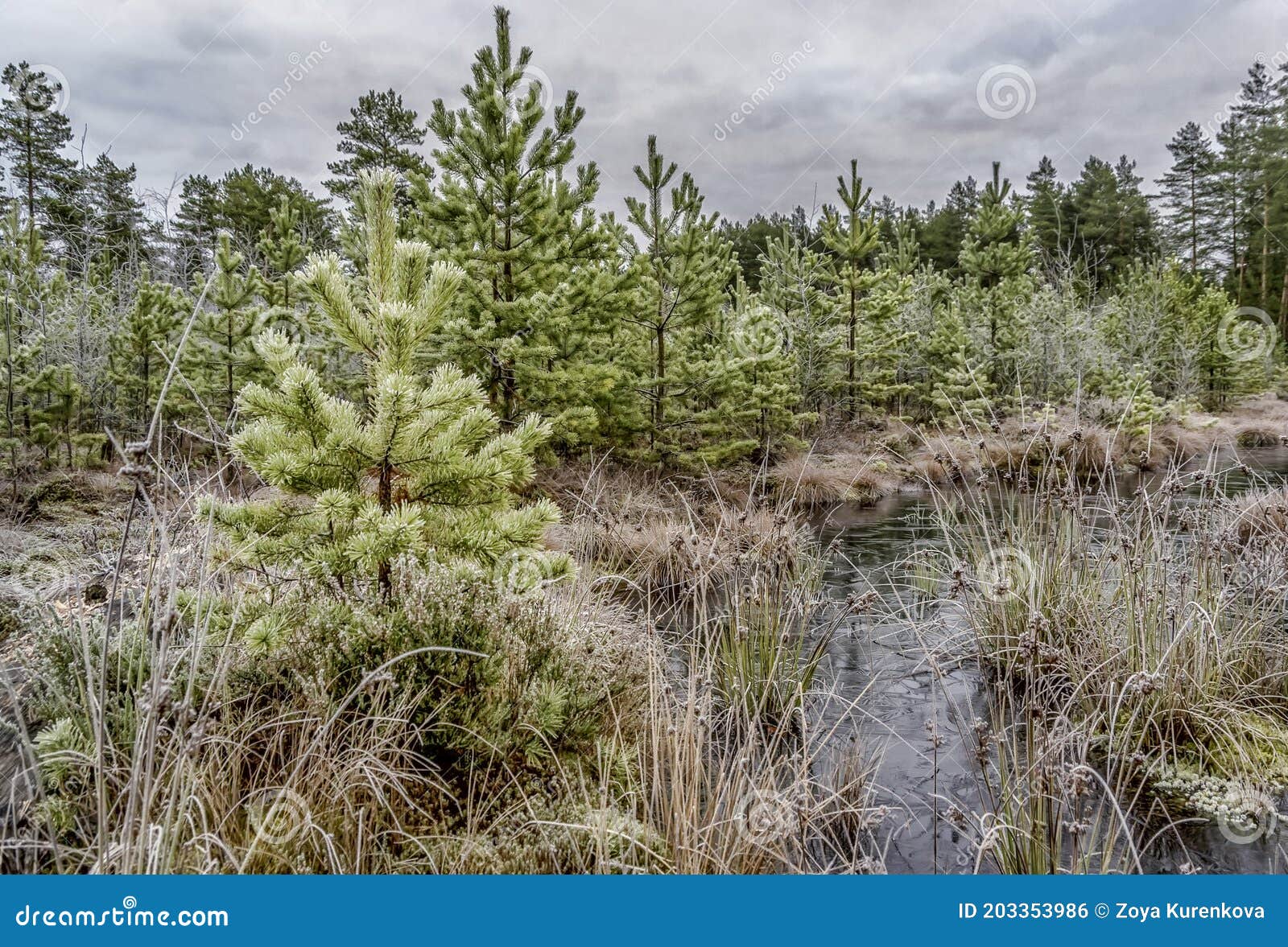 A Cold November Day in a Swamp Stock Photo - Image of hummock, autumn ...