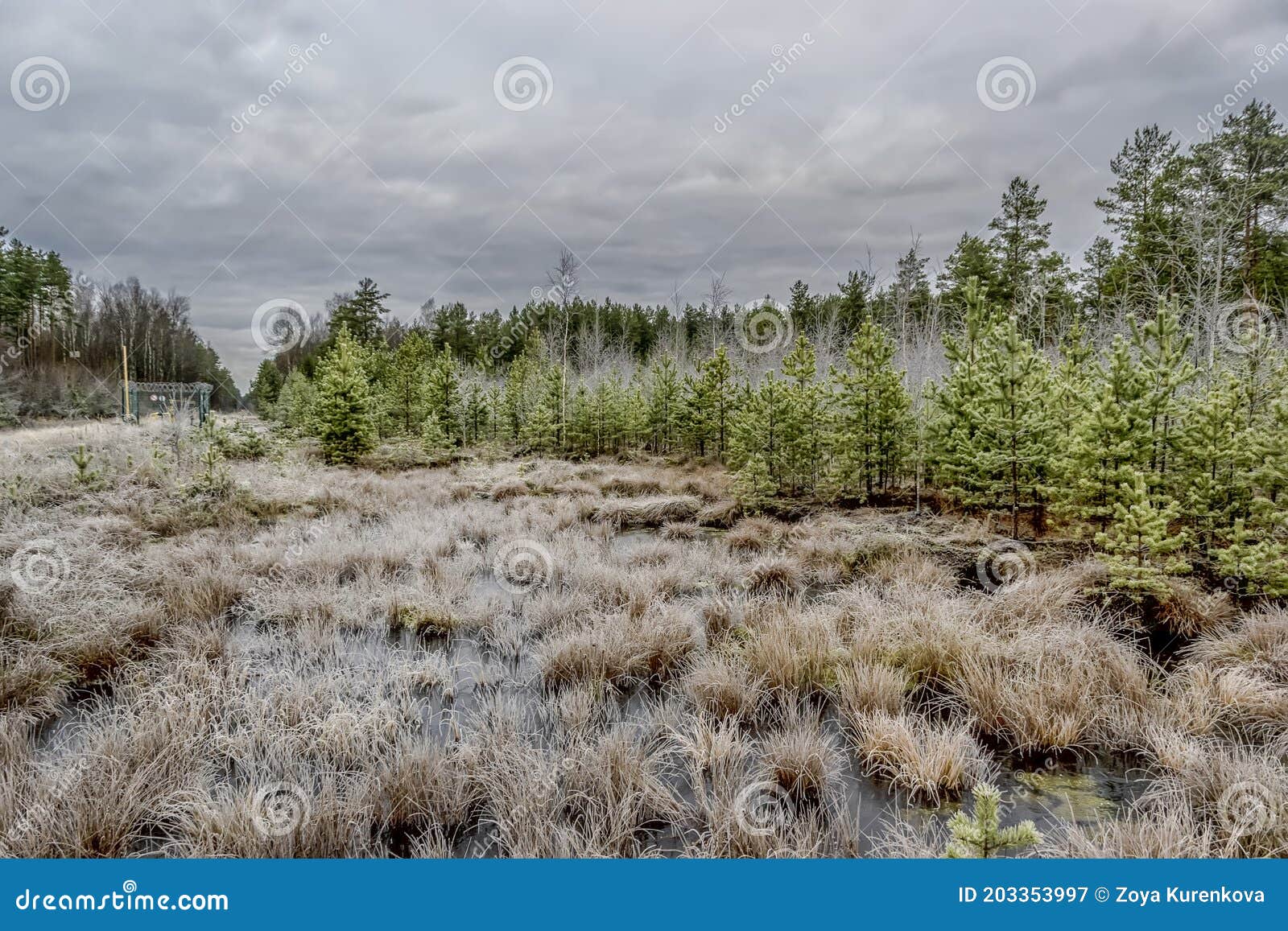 A Cold November Day in a Swamp Stock Image - Image of season, russia ...