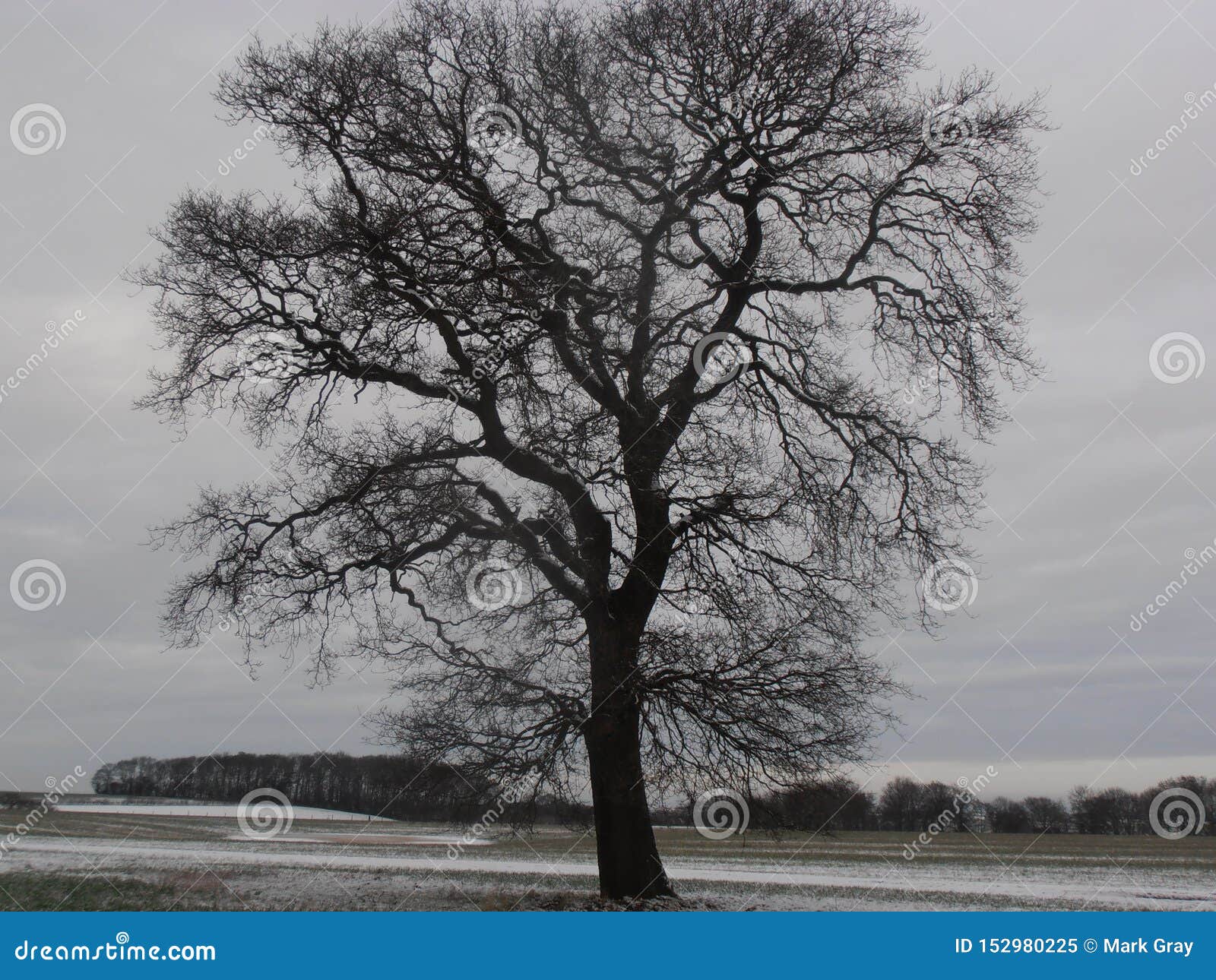 Cold Oak Tree in Winter stock image. Image of tree, countryside - 152980225