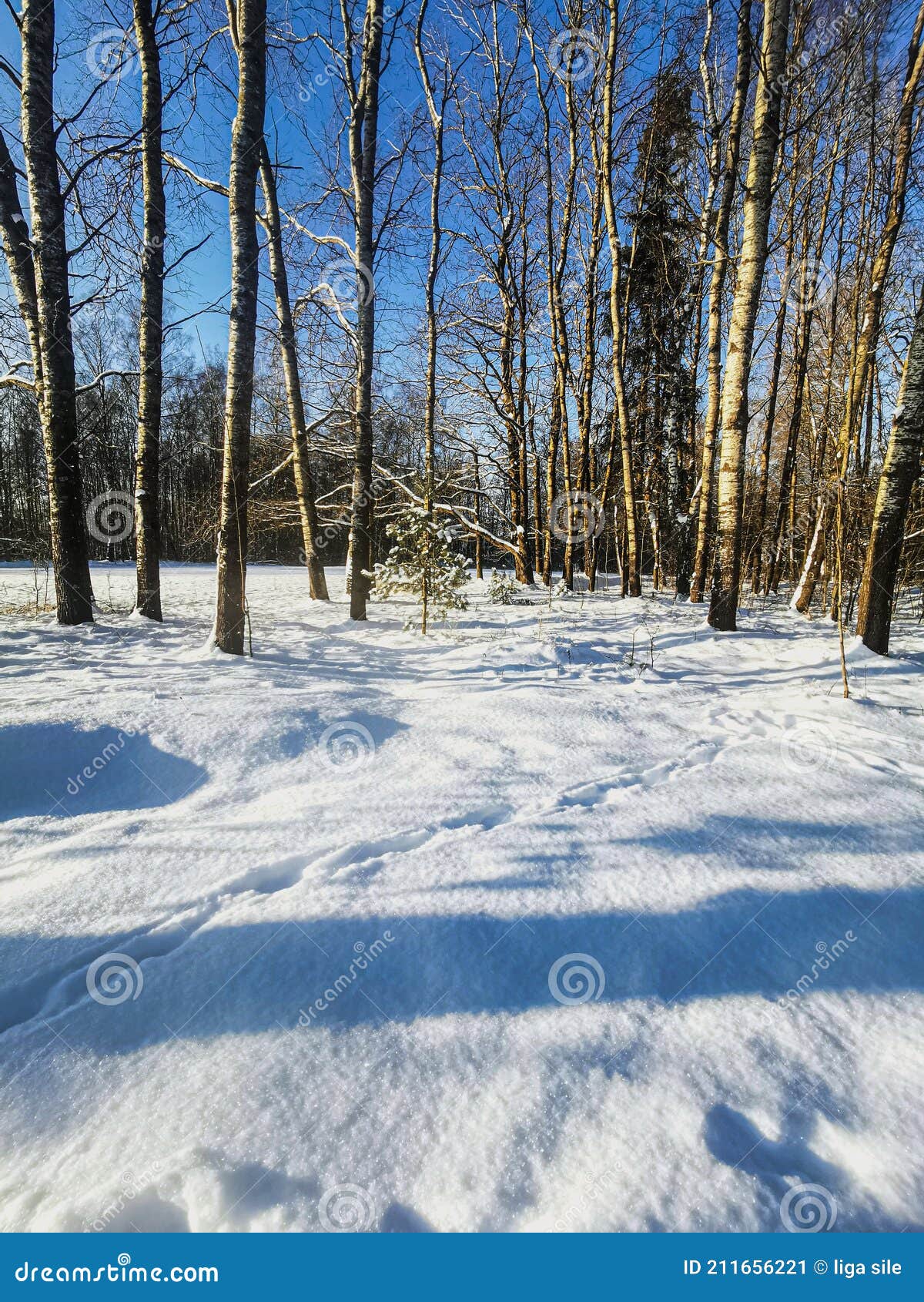 Cold outside in winter stock image. Image of trea, cold - 211656221