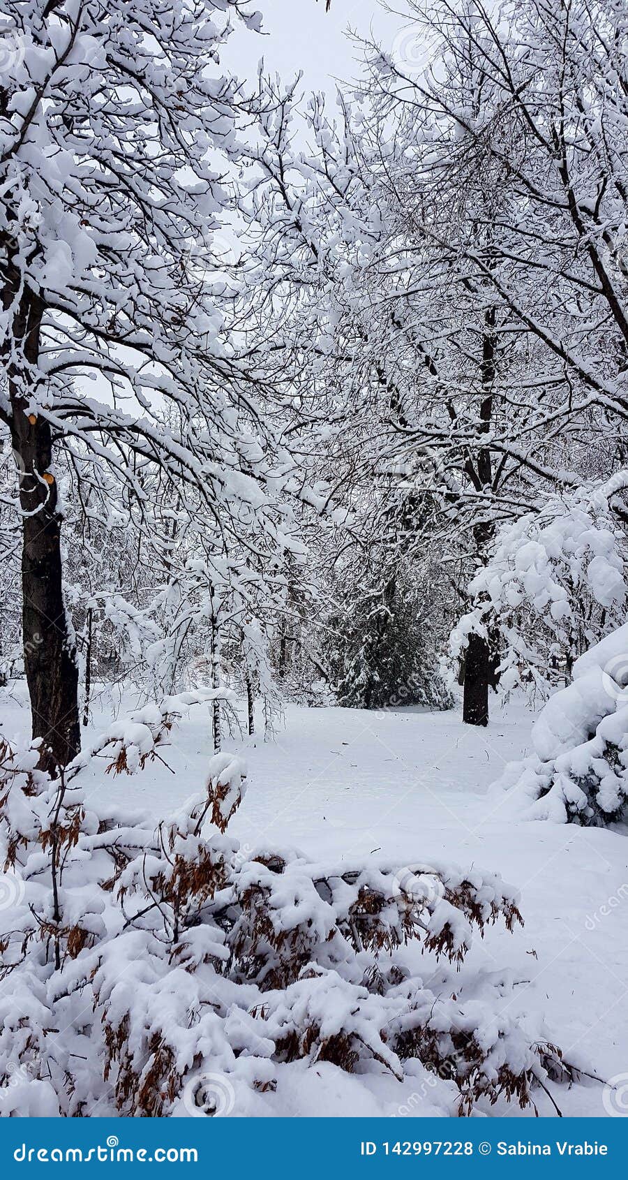 Cold park stock photo. Image of park, winter, snow, cold - 142997228