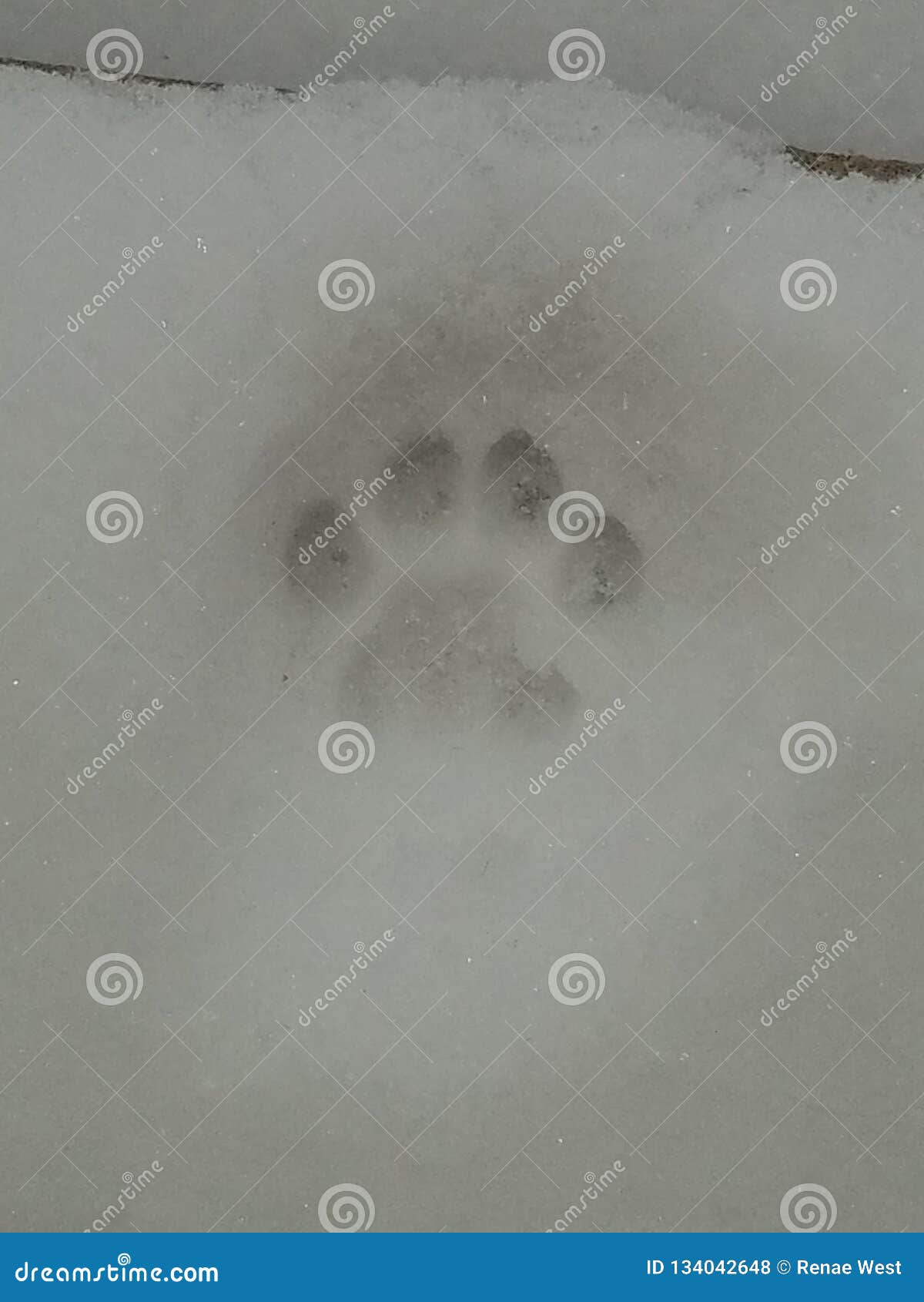 Cold paw stock photo. Image of snow, cold, print, cats - 134042648