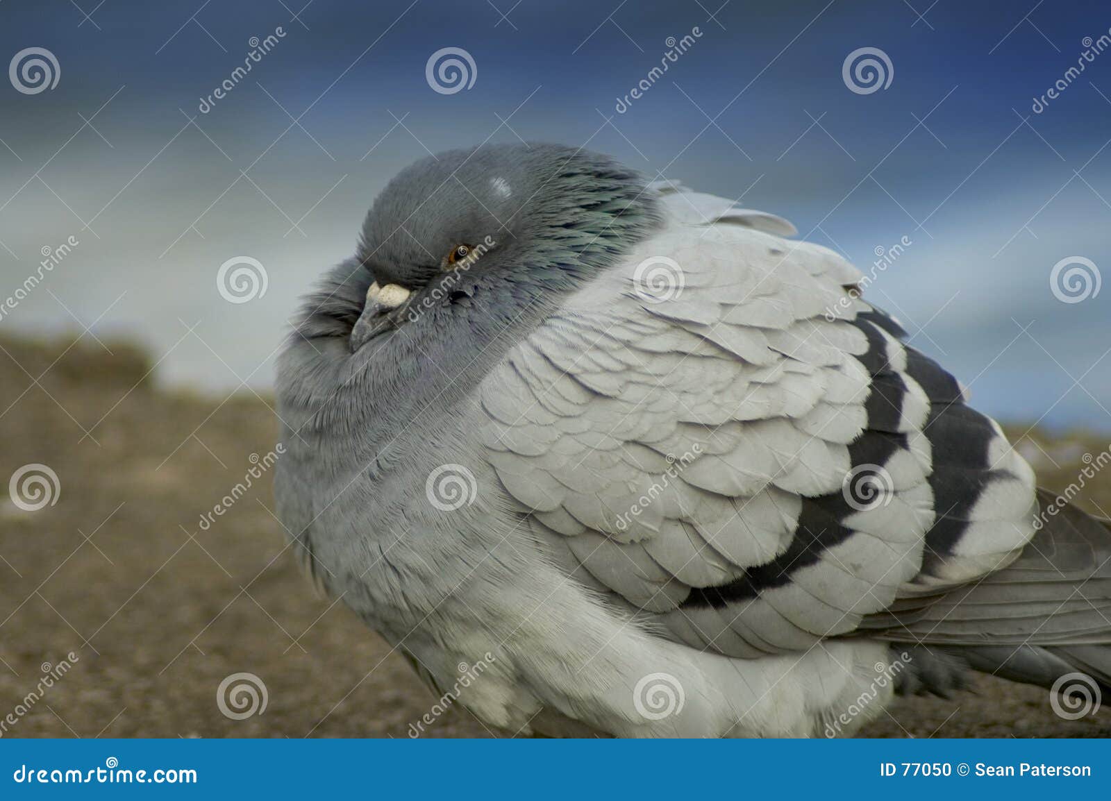 Cold Pigeon stock photo. Image of legs, short, bird, dove - 77050