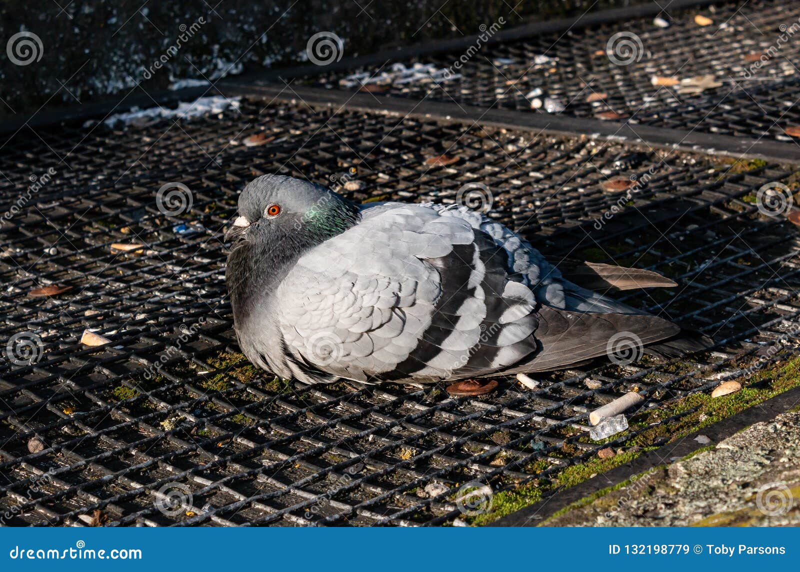A cold pigeon stock image. Image of sunlight, dove, frost - 132198779
