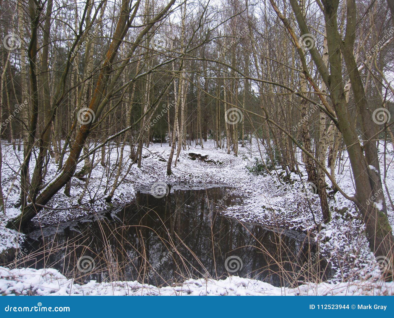 Cold Pond stock photo. Image of pond, cold, woodland - 112523944