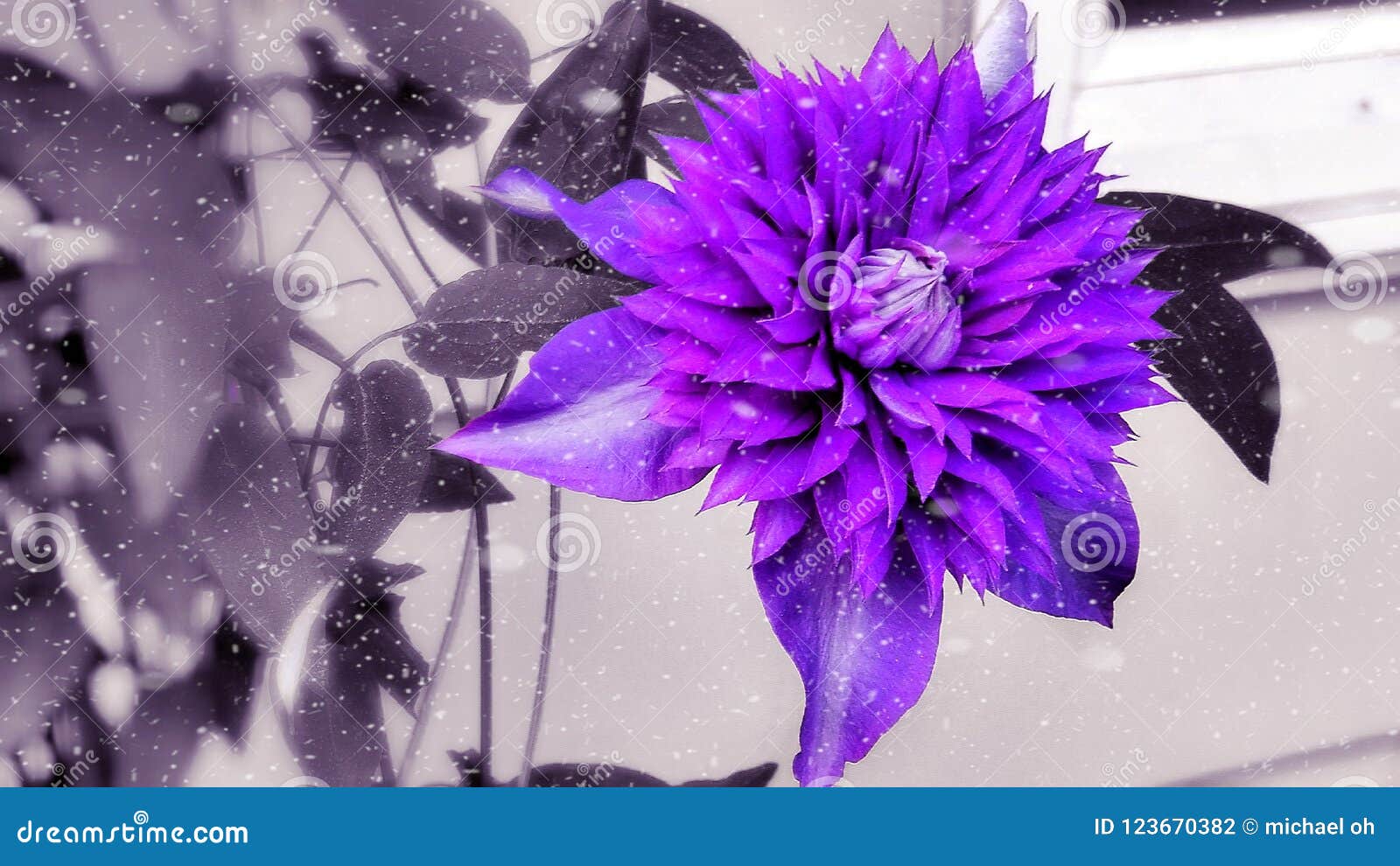 Cold Purple Bloom stock photo. Image of bloom, splash - 123670382