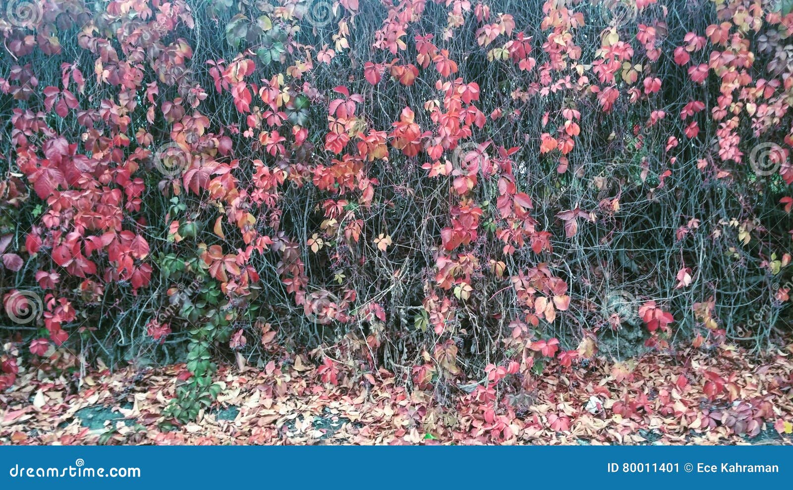 Cold and red stock image. Image of autumn, leaves, tree - 80011401