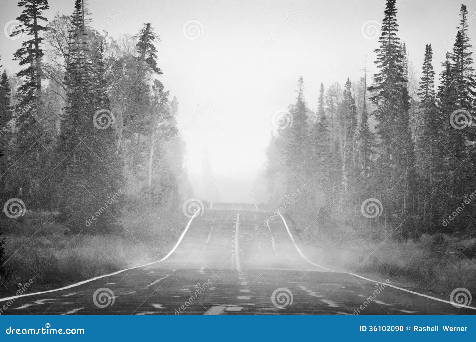 Cold road stock photo. Image of white, trees, outdoors - 36102090