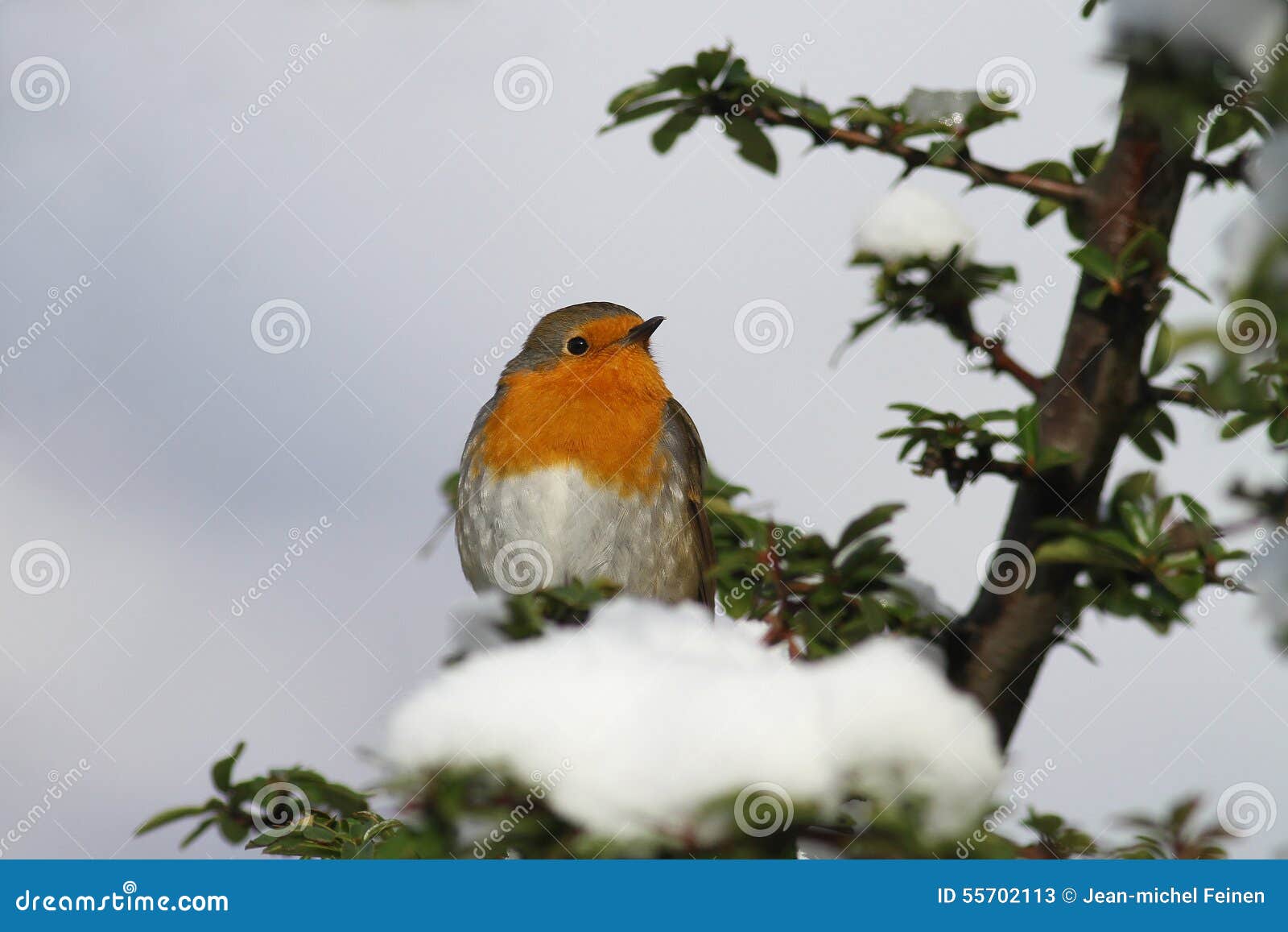 Cold robin stock image. Image of habitat, outdoors, environment - 55702113