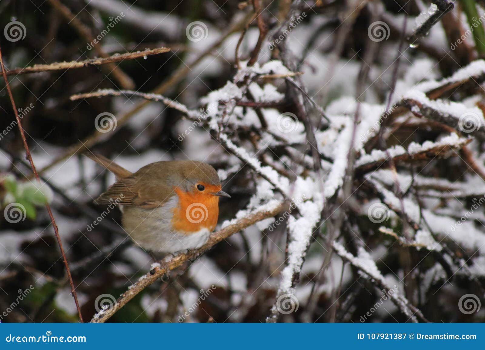 Cold Robin in Snowy Forest stock image. Image of wales - 107921387