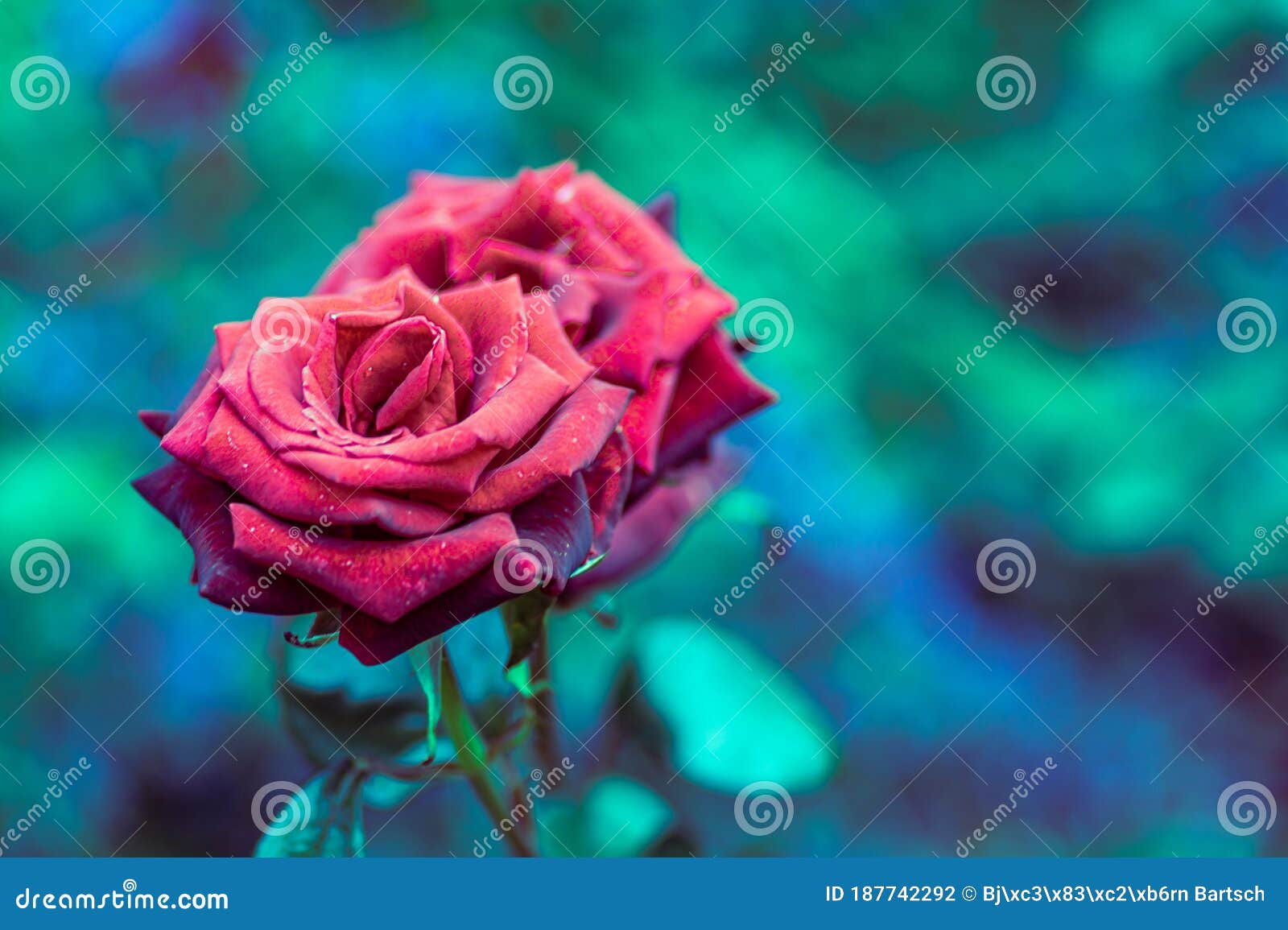 Cold rose stock photo. Image of closeup, birthday, background - 187742292