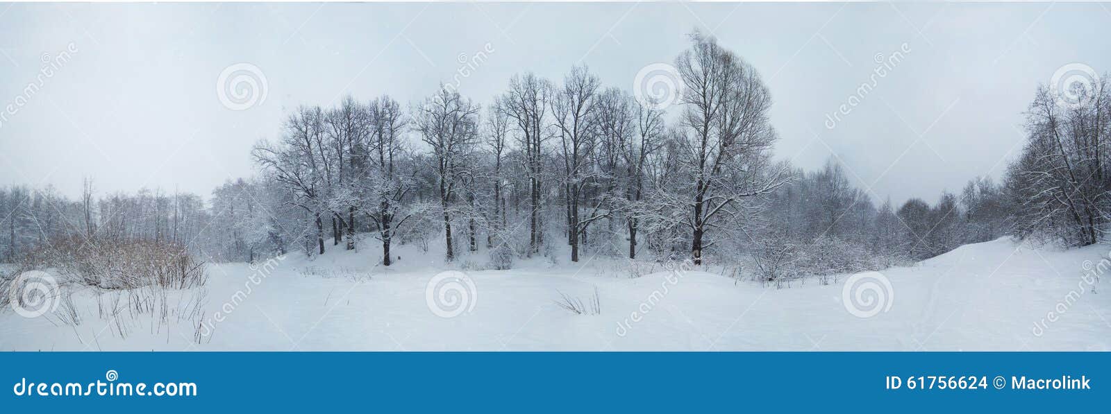 Cold Russian Forest stock photo. Image of outdoor, landscape - 61756624