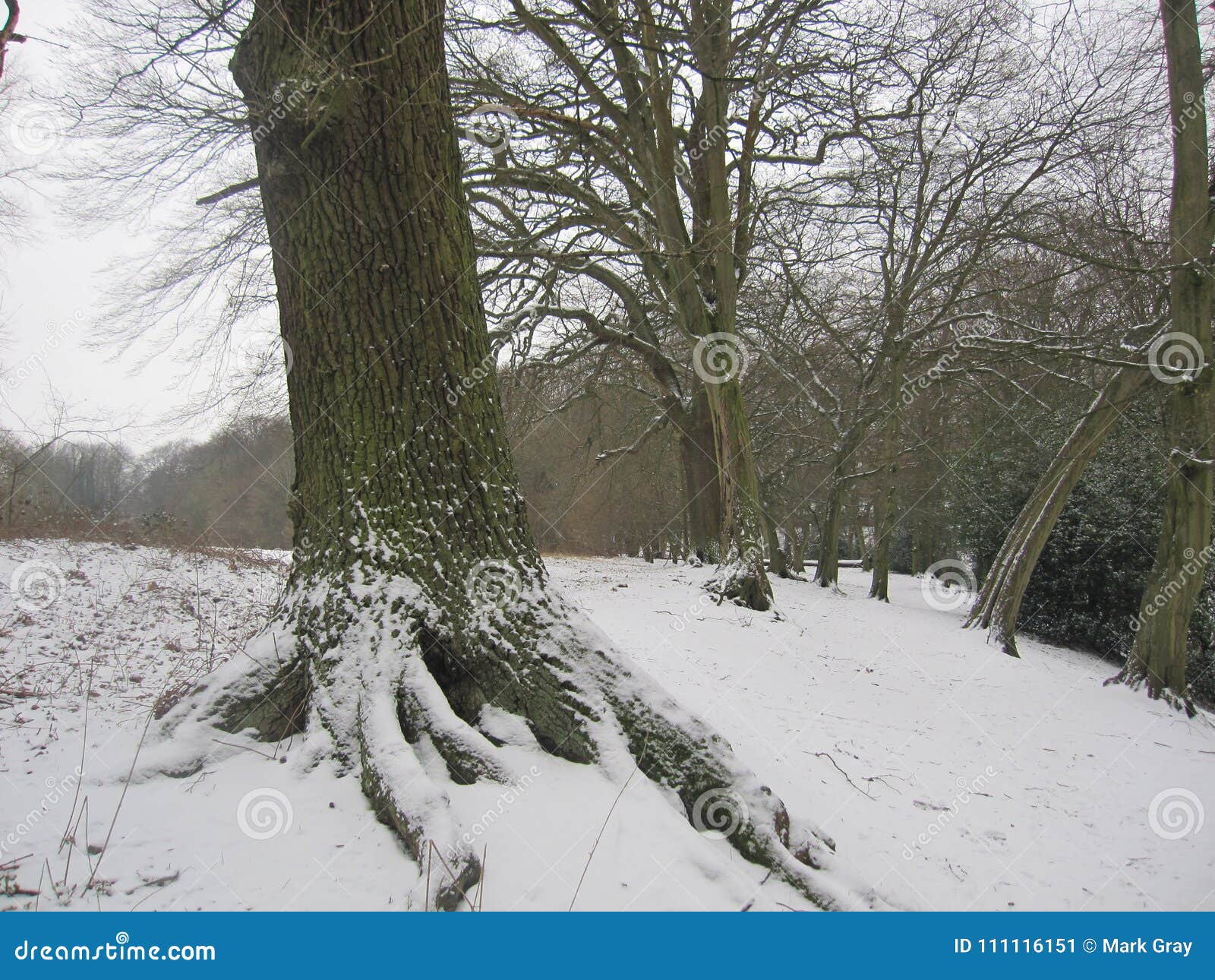 A Cold Scene stock image. Image of scene, tree, roots - 111116151