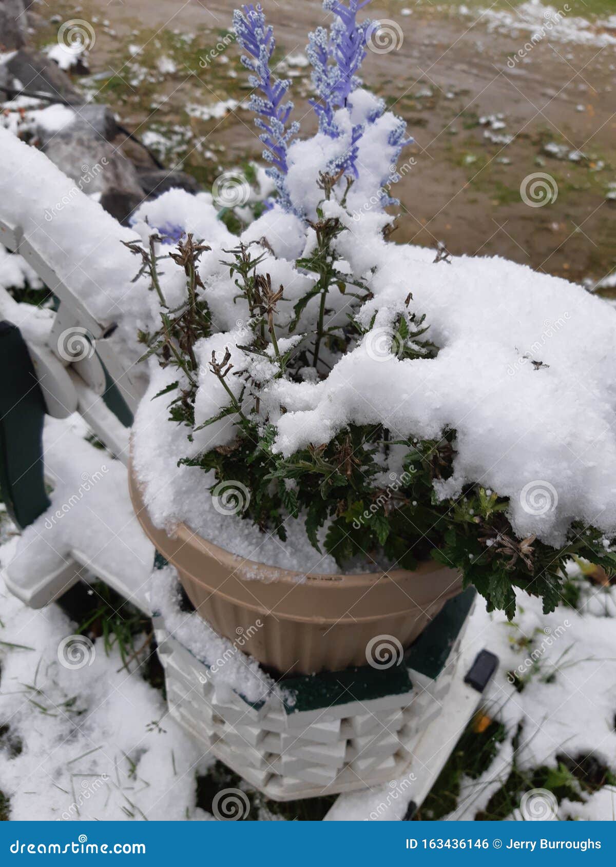 Early snow stock photo. Image of cold, snow, early, freezing - 163436146