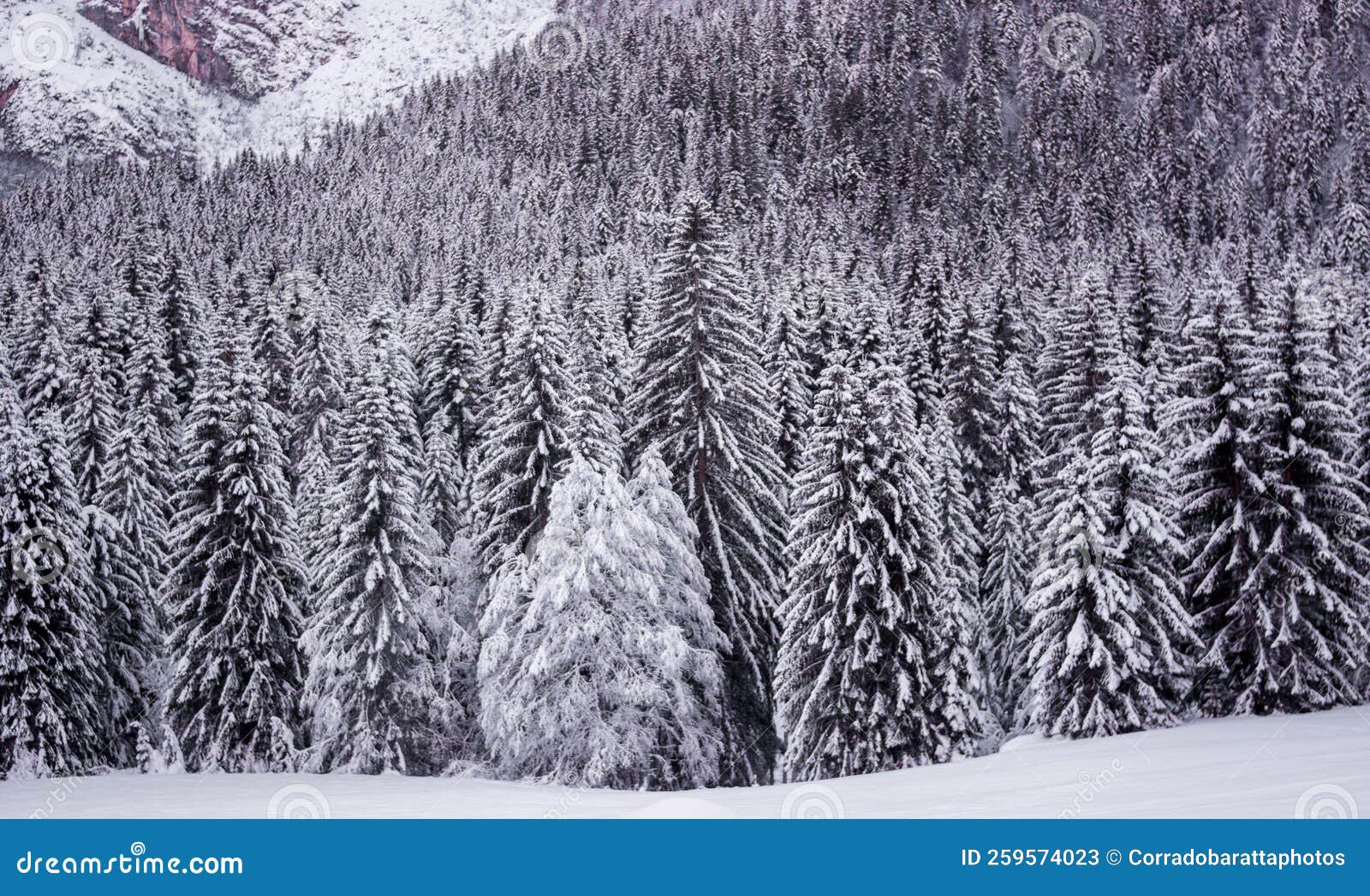 A Cold Snowy Forest Covered with Snow Stock Image - Image of calgary ...