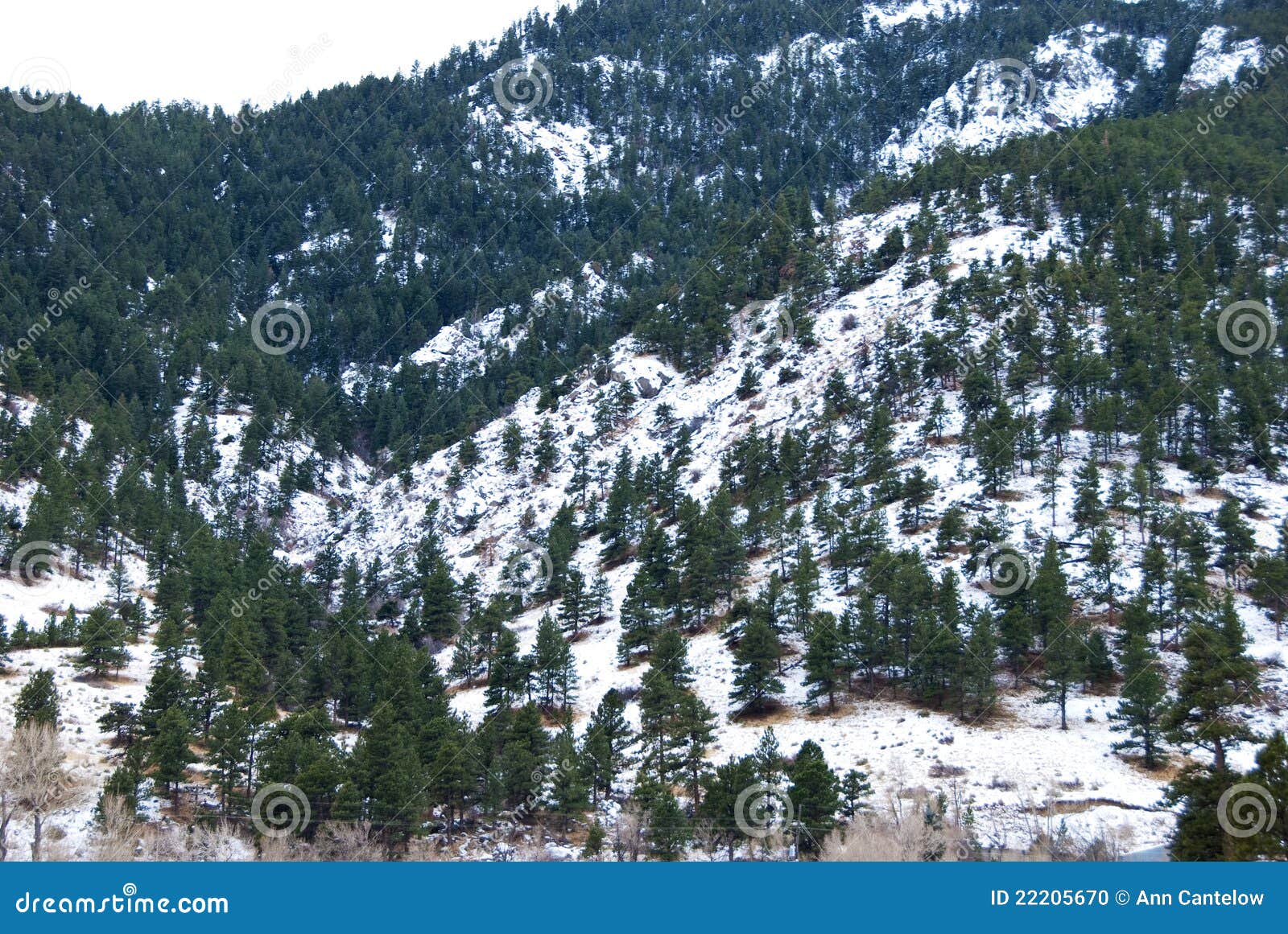 Cold and Snowy Hillside with Pines Stock Photo - Image of cold ...