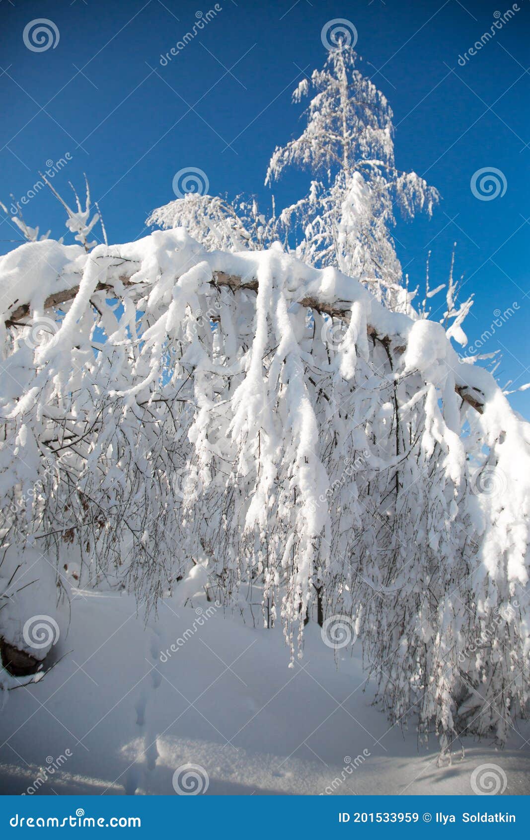 Cold Snowy Winter in the Forest Stock Image - Image of frost, alps ...