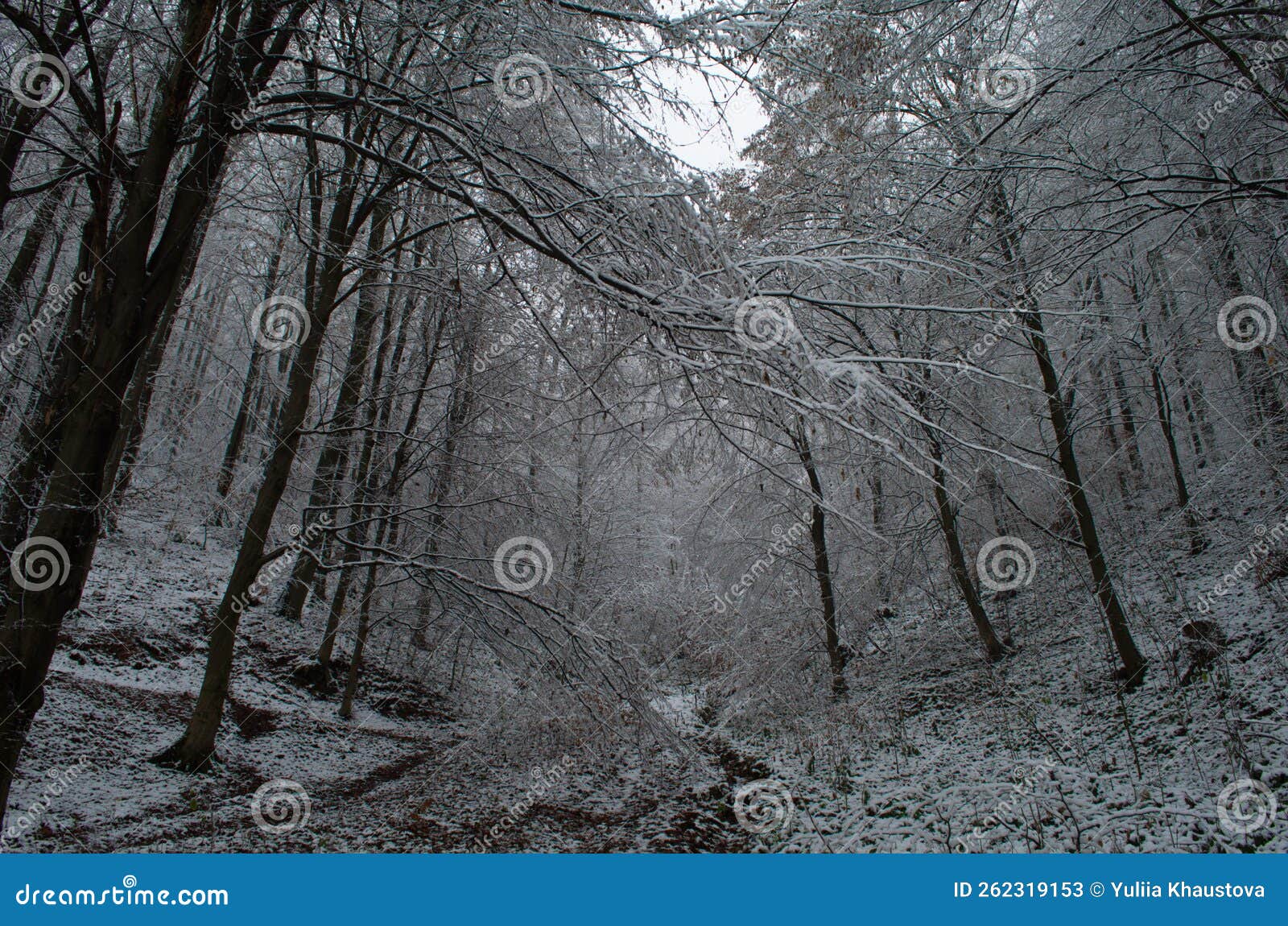Cold and Snowy Winter Road in the Forest during Snowstorm. Stock Image ...