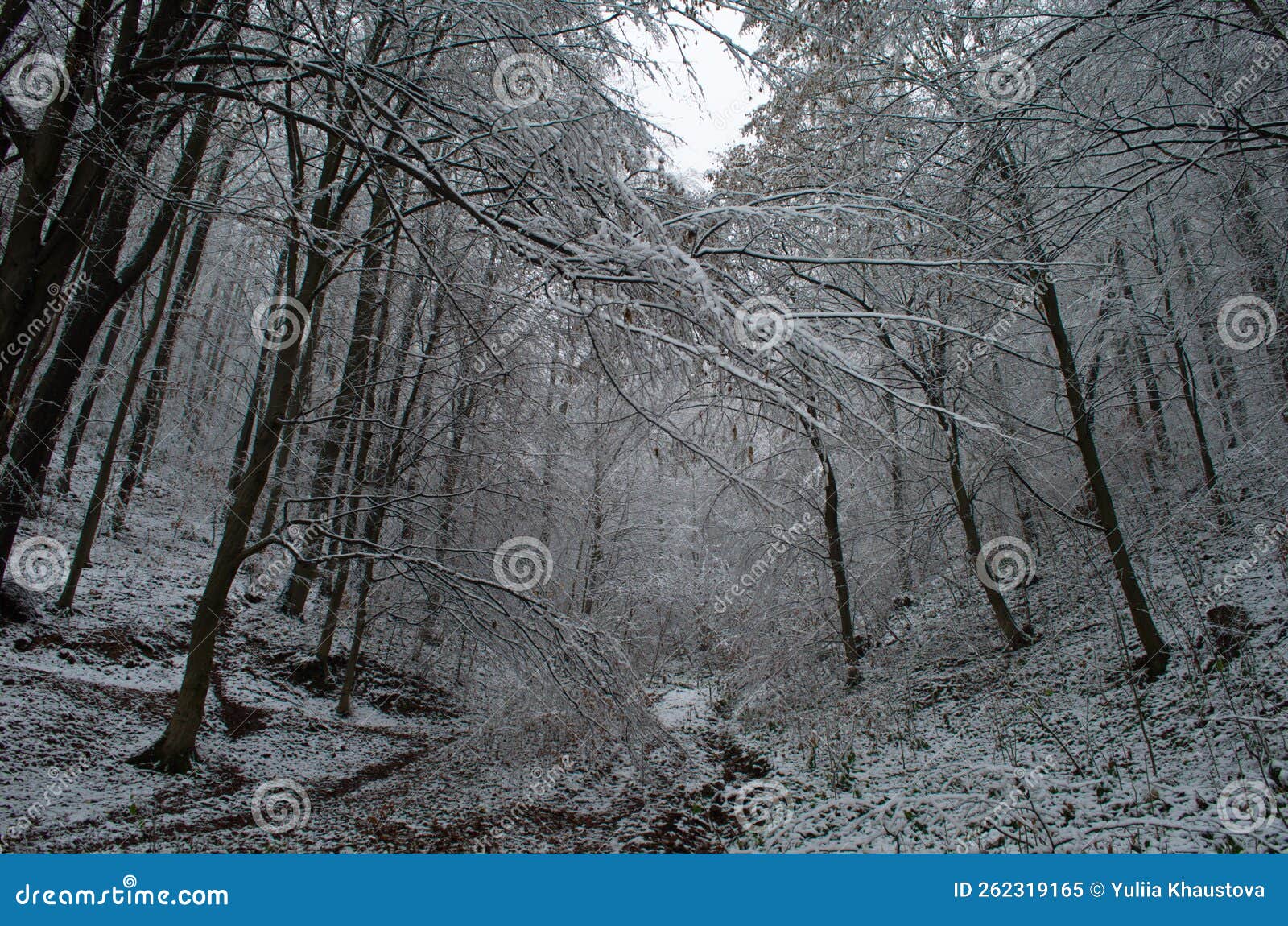Cold and Snowy Winter Road in the Forest during Snowstorm. Stock Image ...