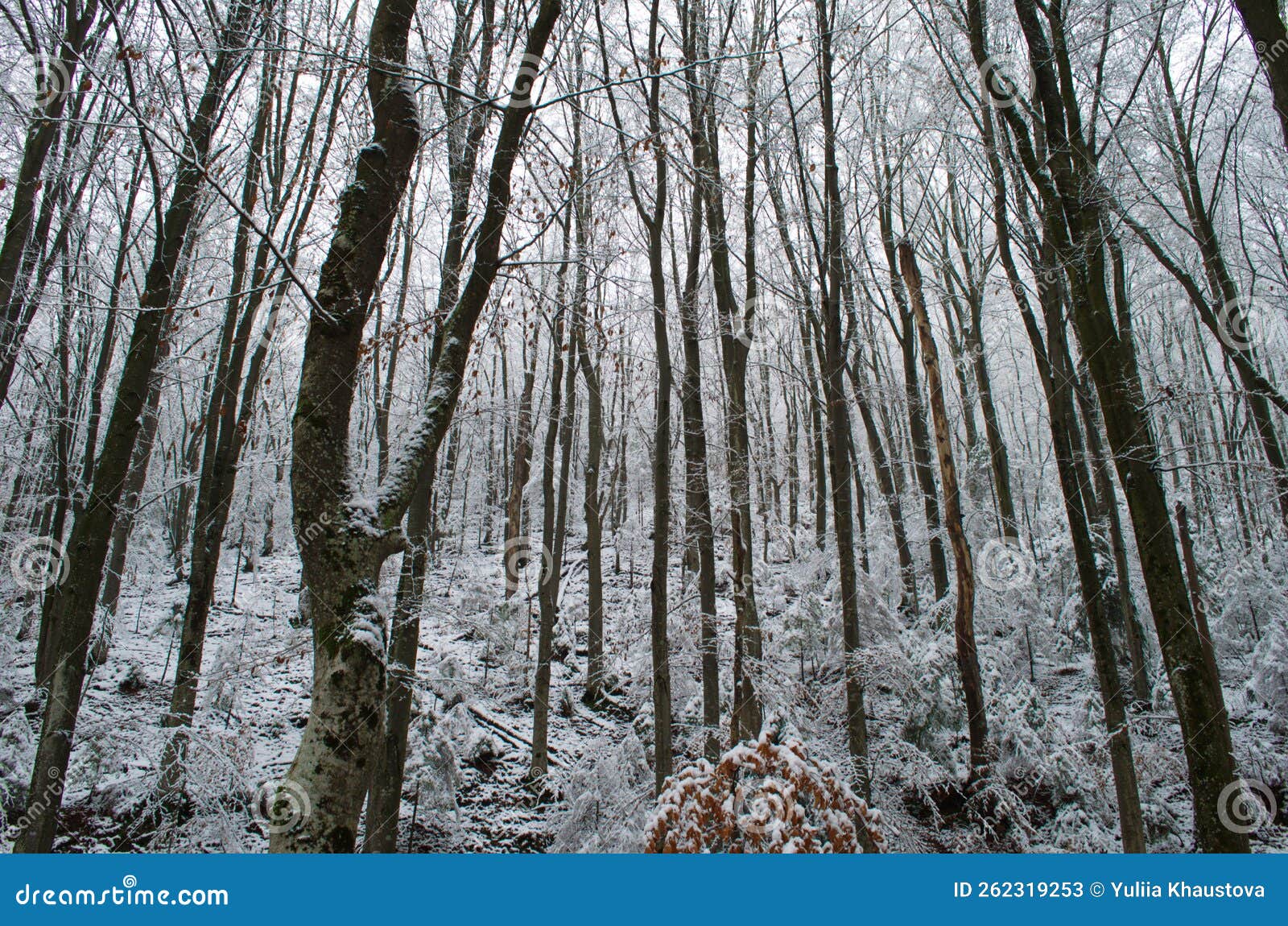 Cold and Snowy Winter Road in the Forest during Snowstorm. Stock Image ...