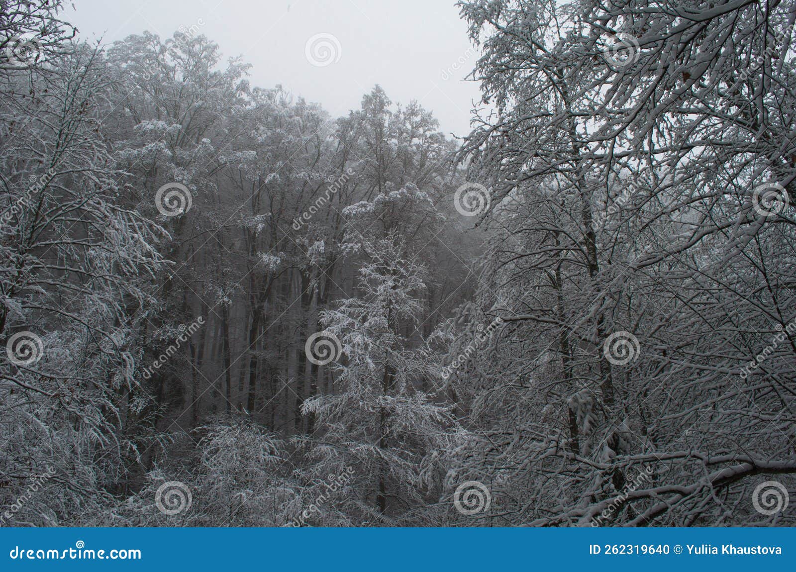 Cold and Snowy Winter Road in the Forest during Snowstorm. Stock Photo ...