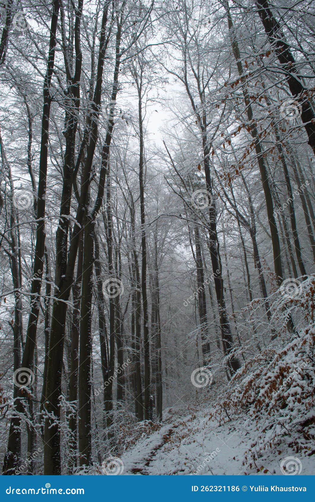 Cold and Snowy Winter Road in the Forest during Snowstorm. Stock Photo ...
