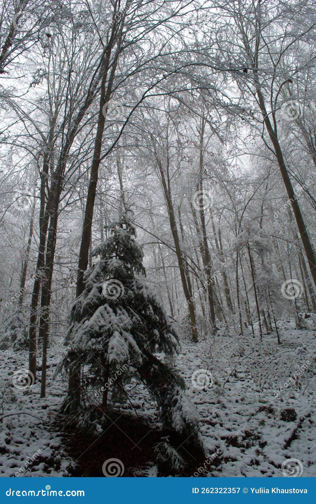 Cold and Snowy Winter Road in the Forest during Snowstorm. Stock Image ...