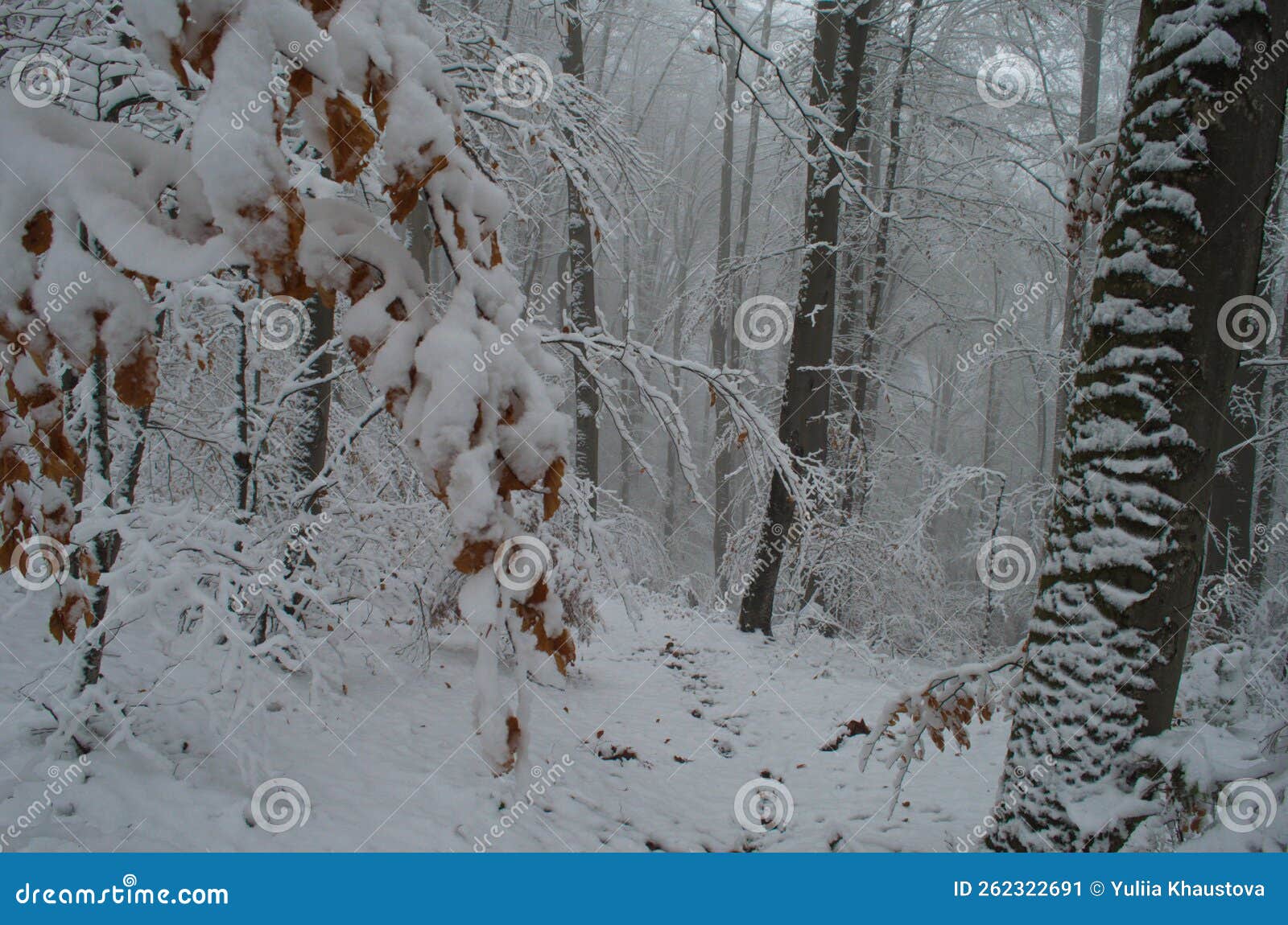 Cold and Snowy Winter Road in the Forest during Snowstorm. Stock Image ...