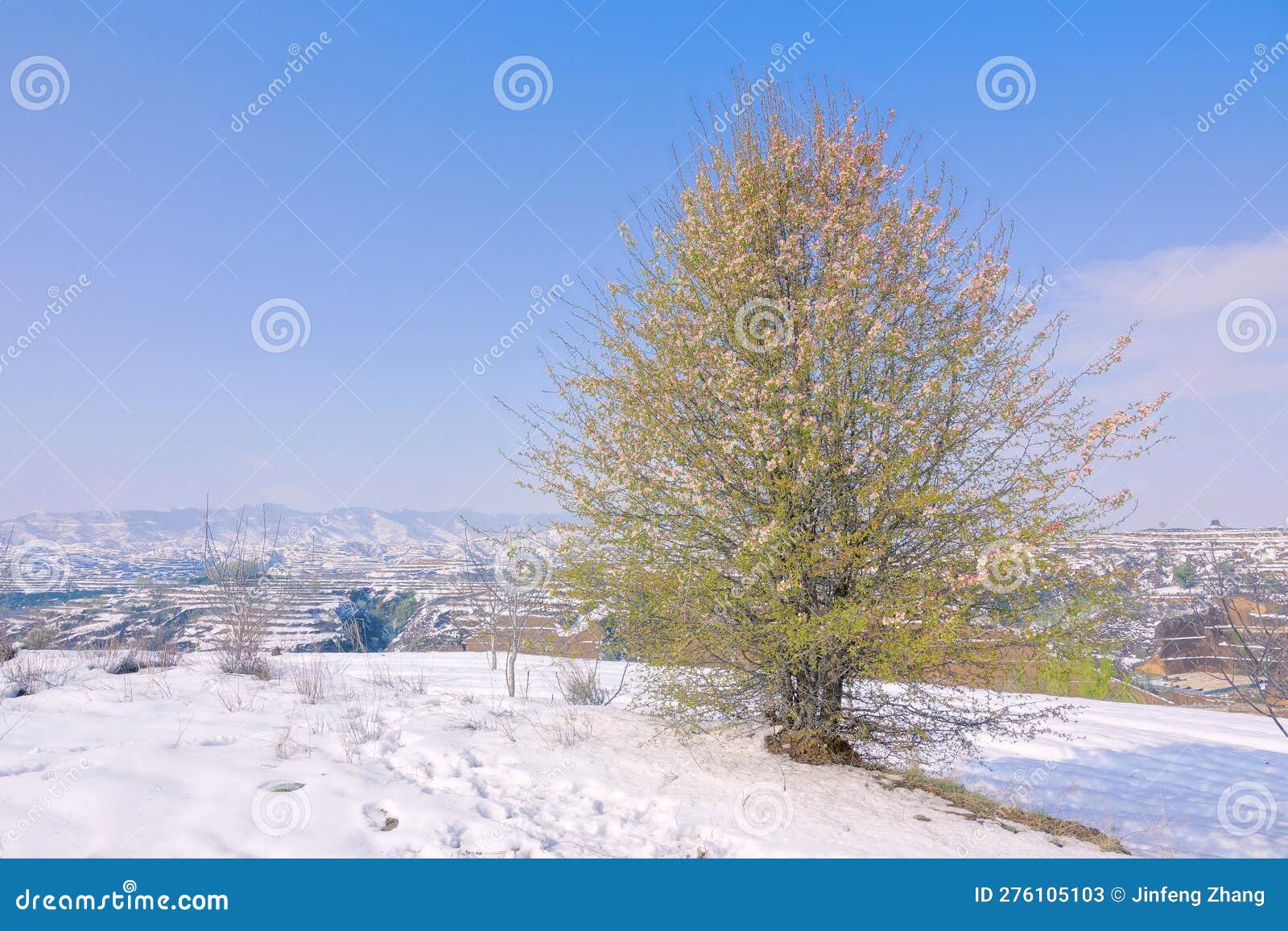 Cold spell in later spring stock image. Image of flowers - 276105103