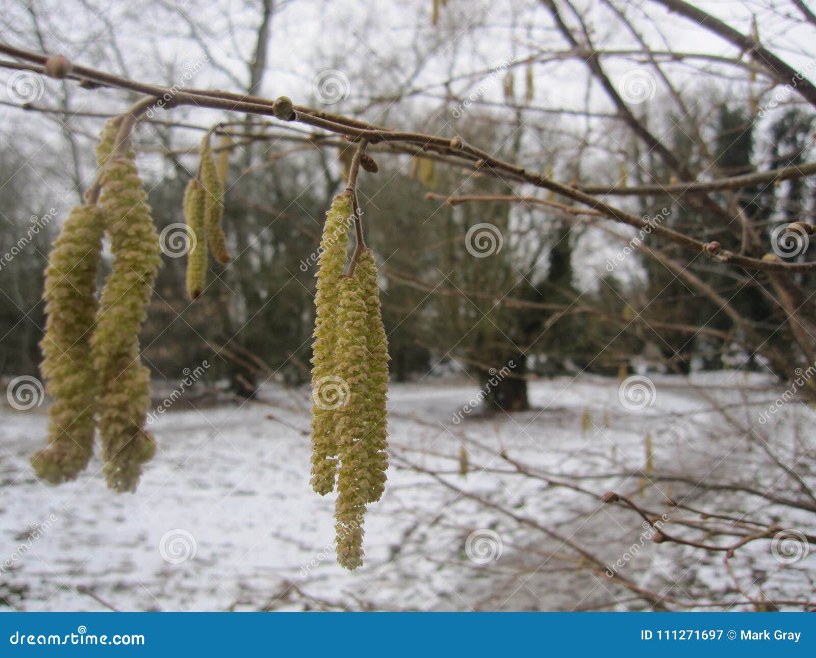 Cold Spring stock image. Image of trees, catkins, spring - 111271697