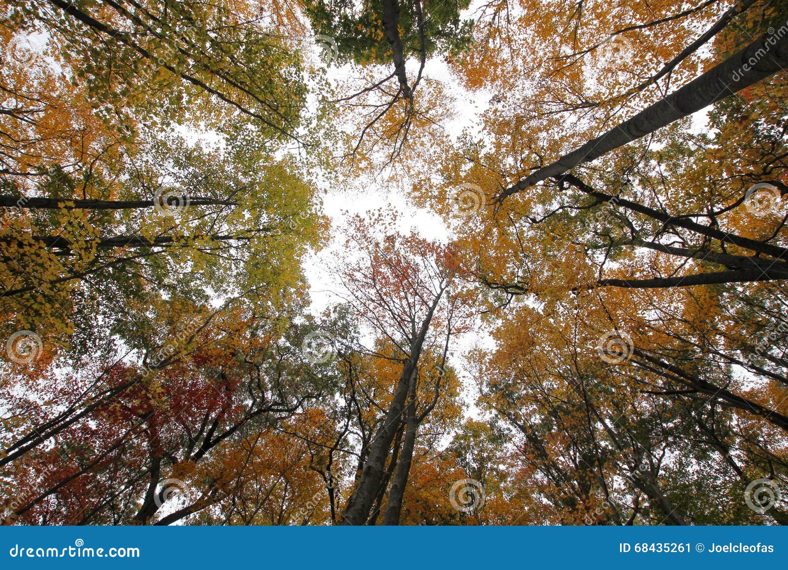 Cold Spring Harbor State Park 3 Stock Image - Image of leaves, state ...