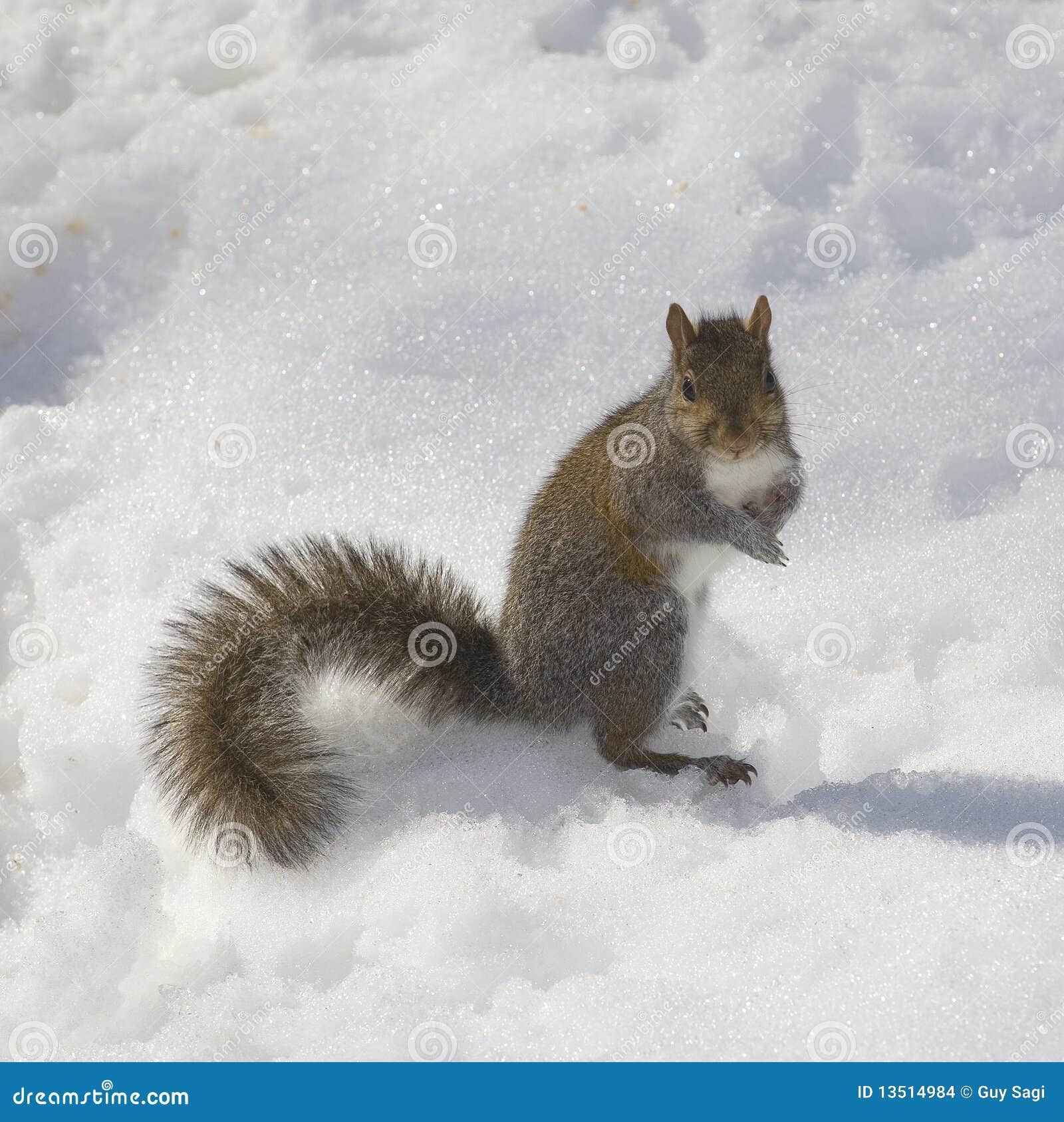 Cold squirrel stock photo. Image of tree, wild, animal - 13514984