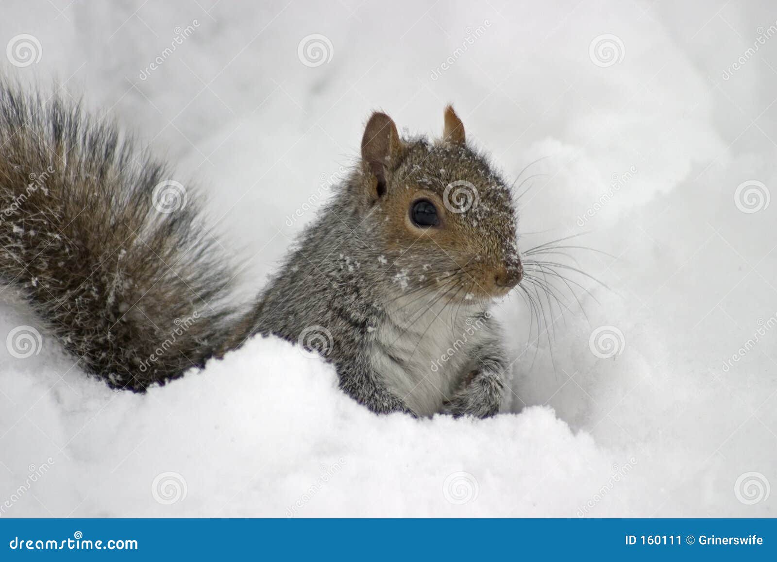 Cold Squirrel stock image. Image of freezing, winter, cold - 160111