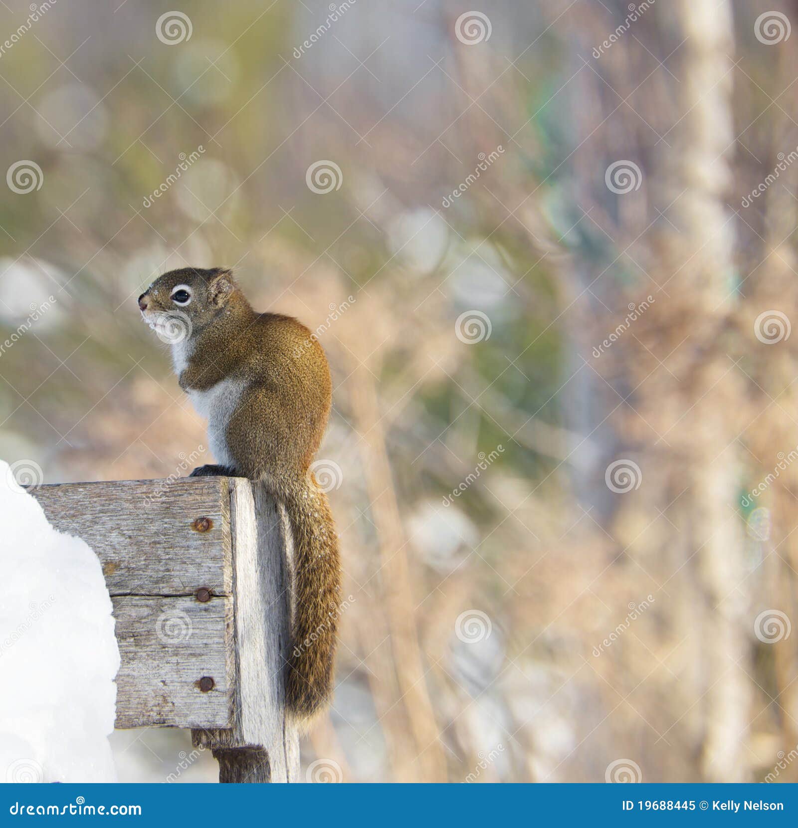 Cold squirrel. stock image. Image of cute, weather, baby - 19688445
