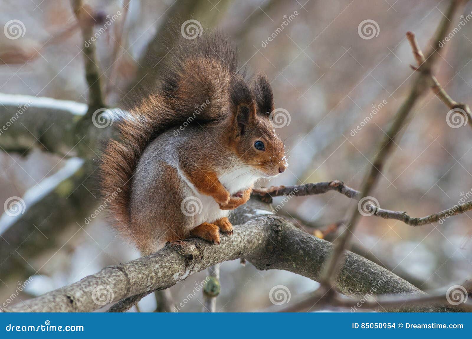 Cold stock photo. Image of animal, mammal, outside, wind - 85050954