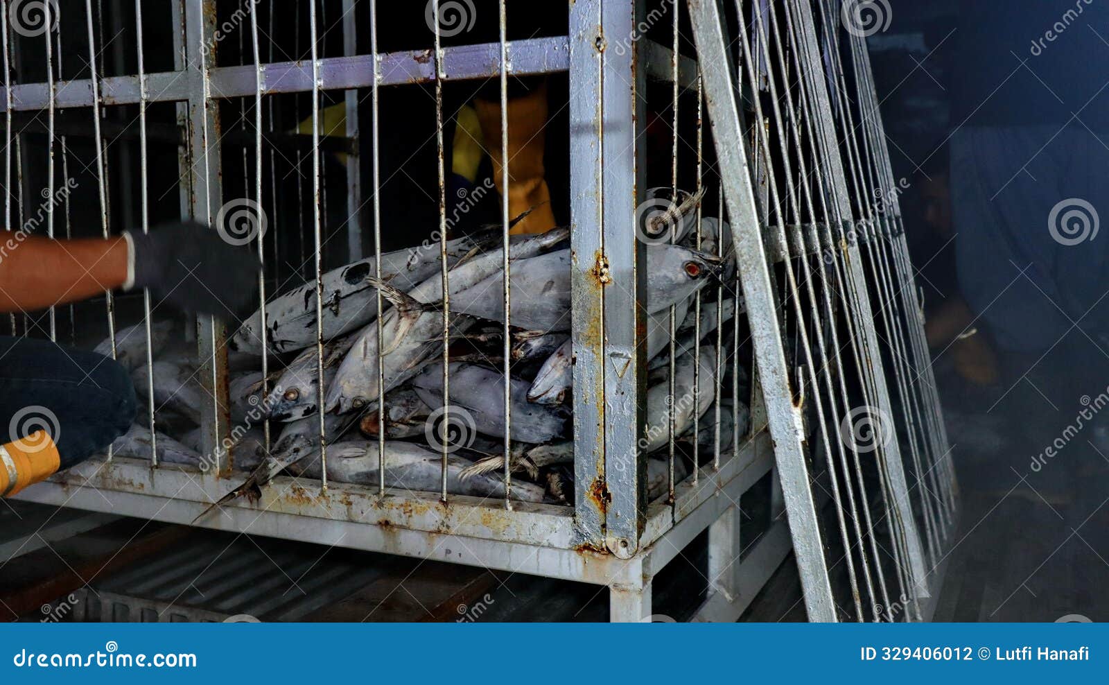 Cold Storage, Grocery Warehouse for Storing Fish, Products Stock Photo ...