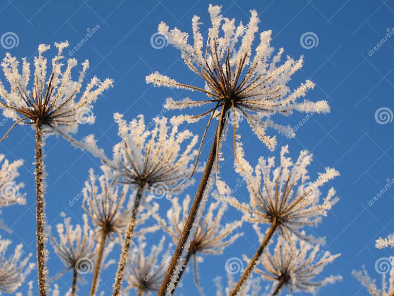 Cold streak stock image. Image of blue, weather, cold - 13000669