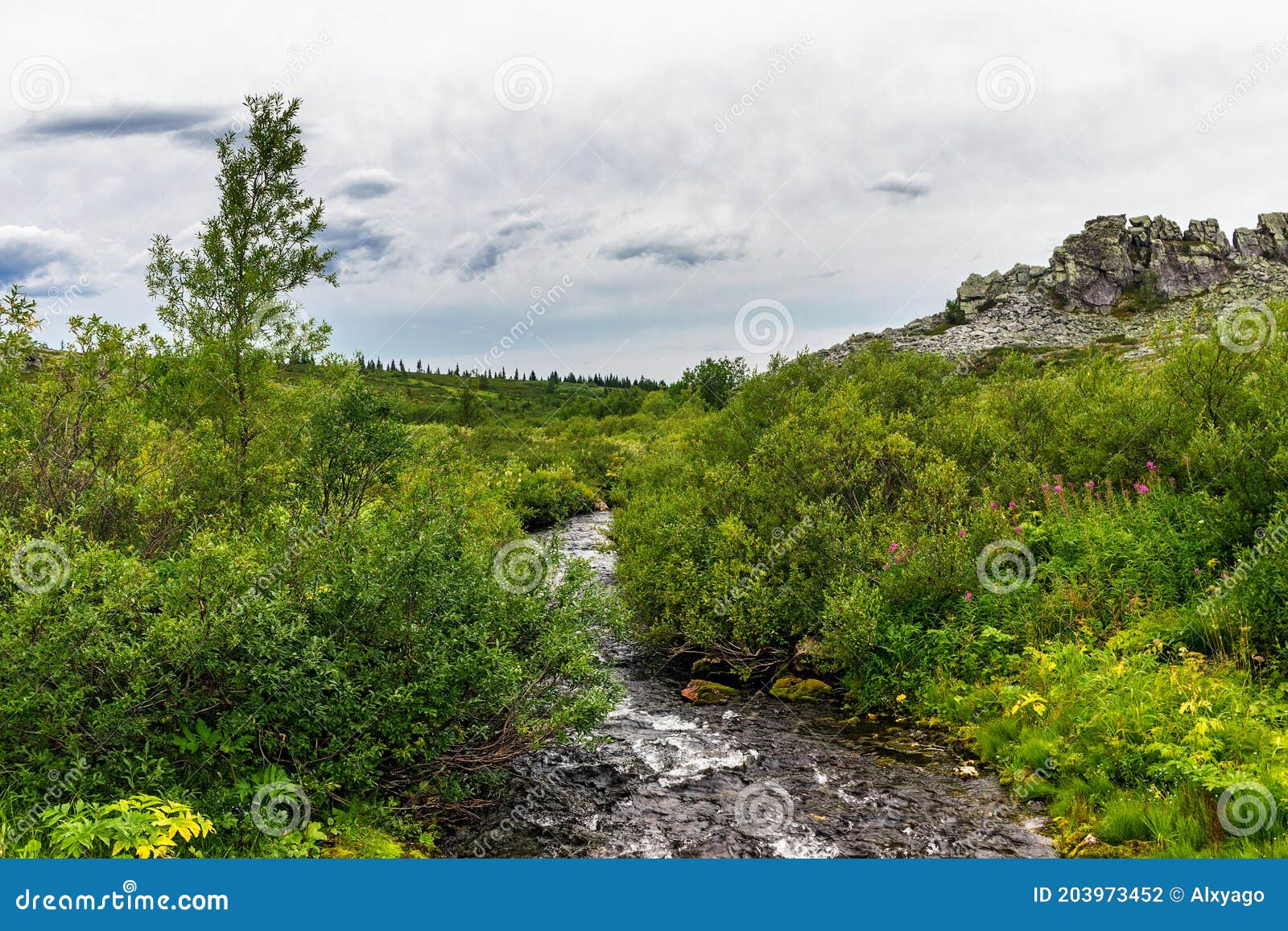 Cold Stream in the Northern Area on a Summer Day Stock Photo - Image of ...