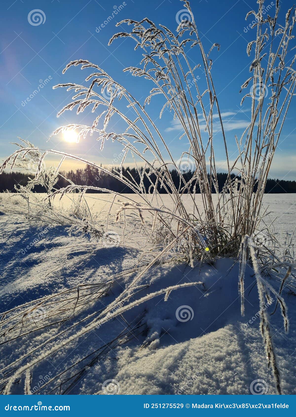 Cold,but sunny winter stock image. Image of snow, cold - 251275529