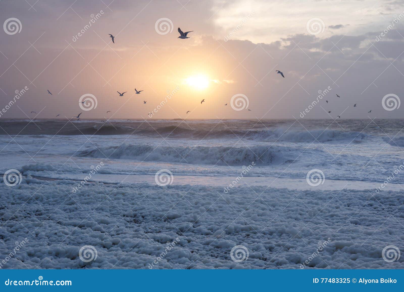 Cold Sunset at the Beach with Sea Foam and Birds, Thisted, Denmark ...