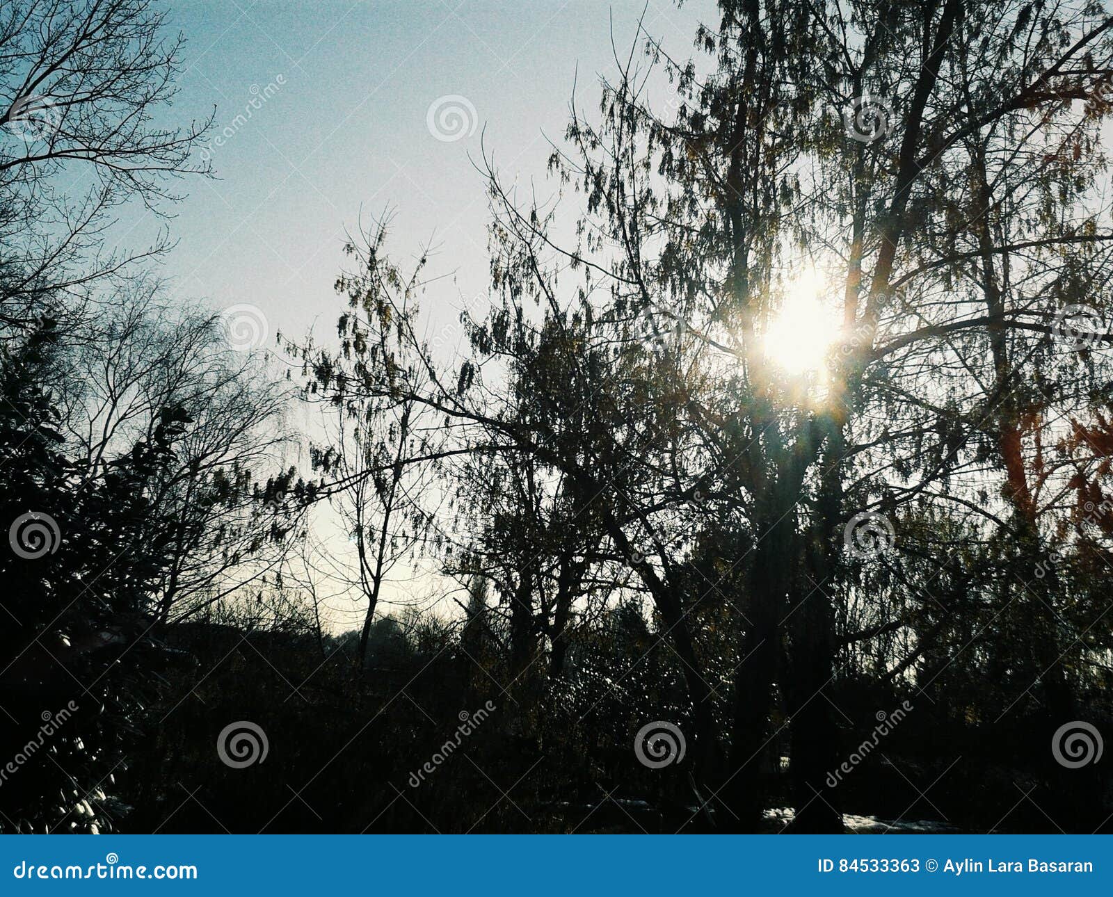 Cold Sunshine stock image. Image of sunshine, cold, nature - 84533363