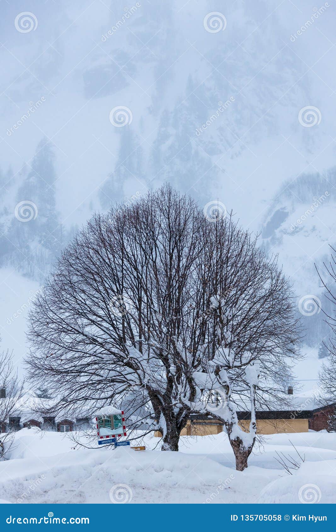 The Cold Switzerland`s Forest Winter Tree Stock Photo - Image of winter ...
