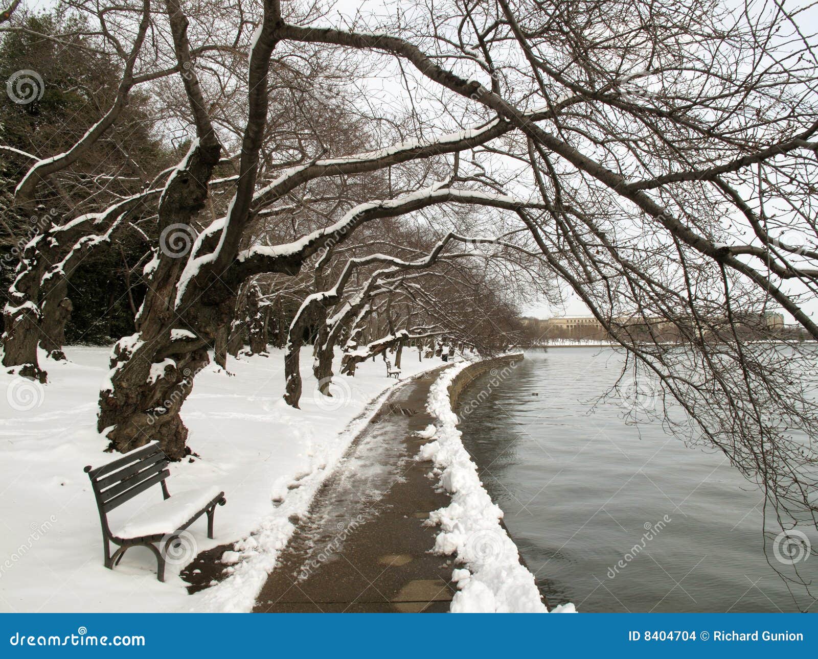 Tidal Basin At Dawn In Washington DC, During The Cherry Blossom ...