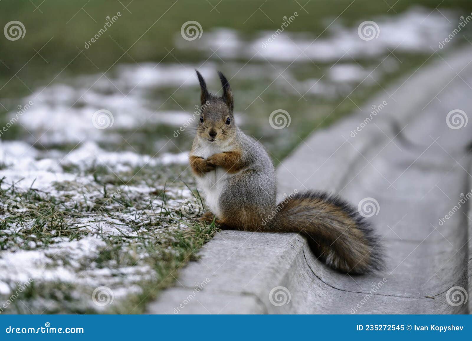 Squirrel in the Wind in the Park Stock Image - Image of rodent, rabbit ...