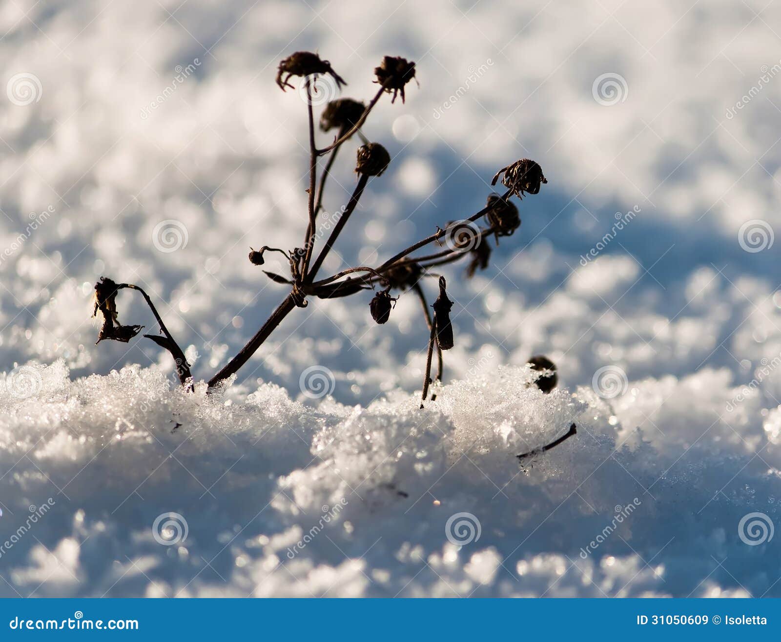 It is cold today stock image. Image of scene, beauty - 31050609
