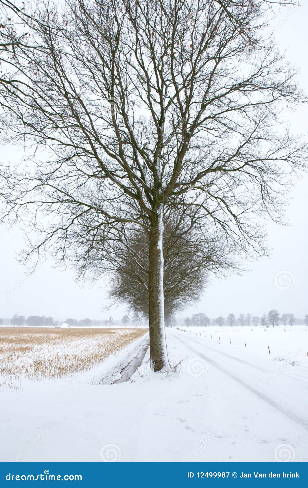 Cold tree stock image. Image of tree, frozen, landscape - 12499987
